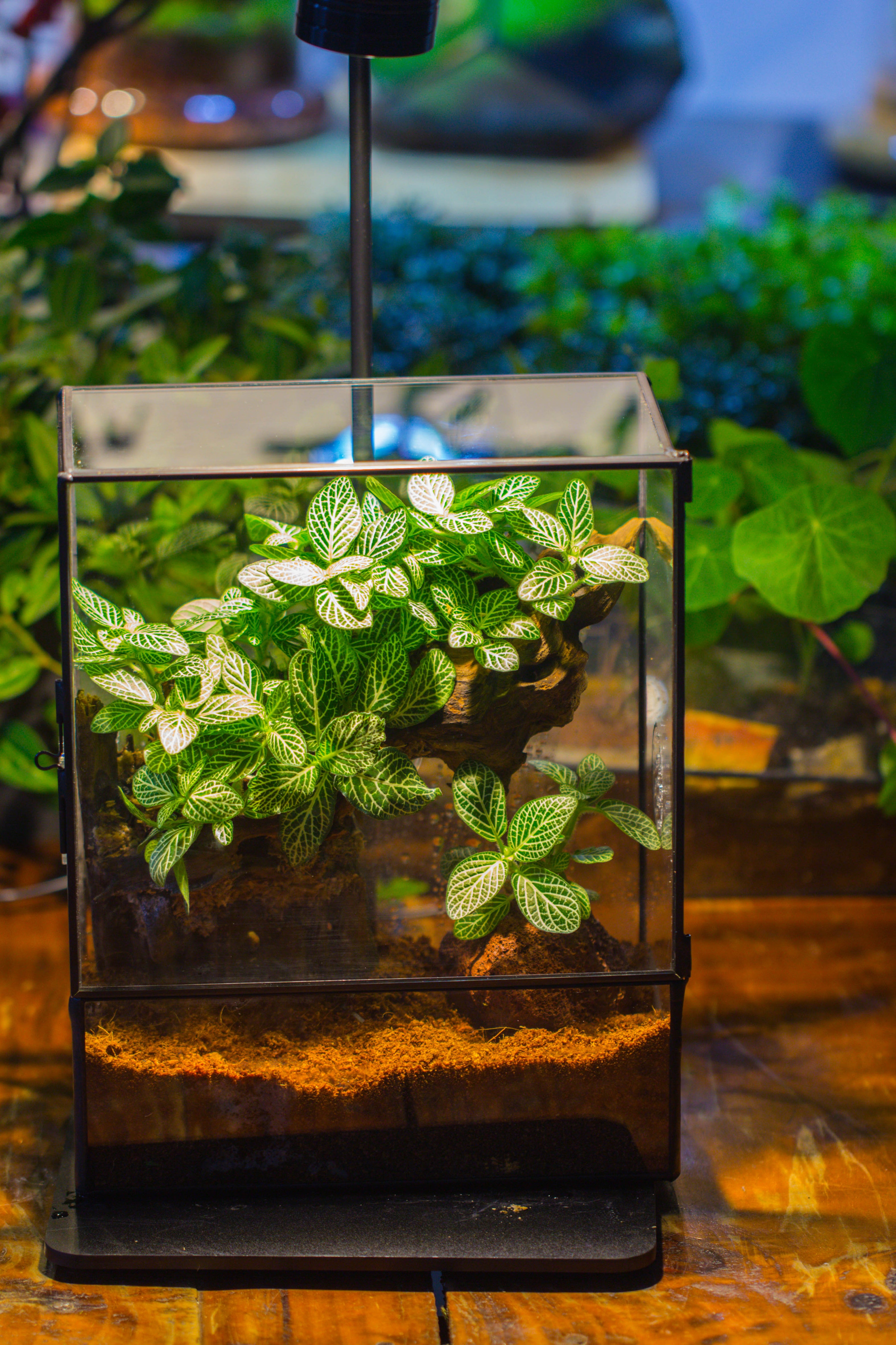 Close Geometric Glass Tin Terrarium with 3 Vents , 8x10" with side door ...