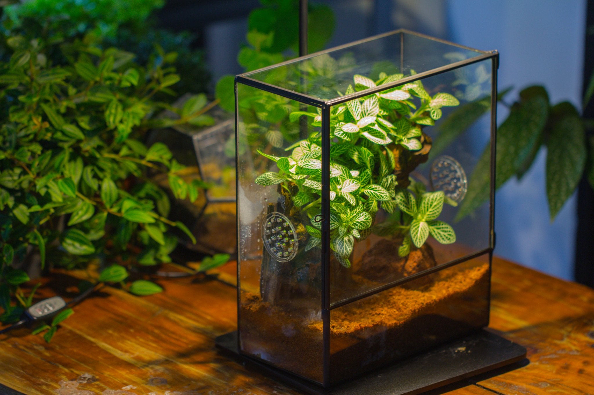 Close Geometric Glass Tin Terrarium with 3 Vents , 8x10