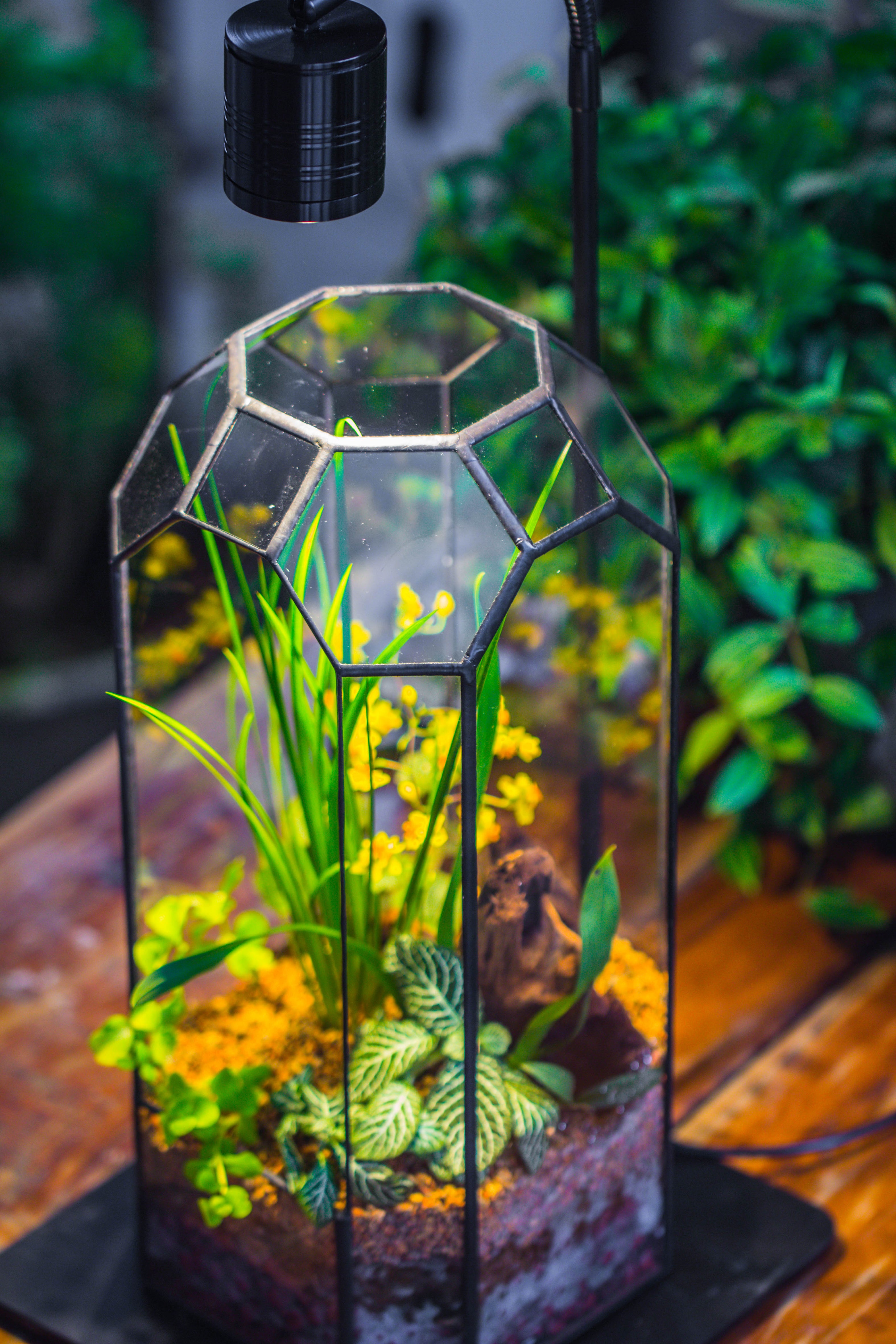 Customizable Warm White LED Grow Light with Matte Stand | NCYP Garden ...