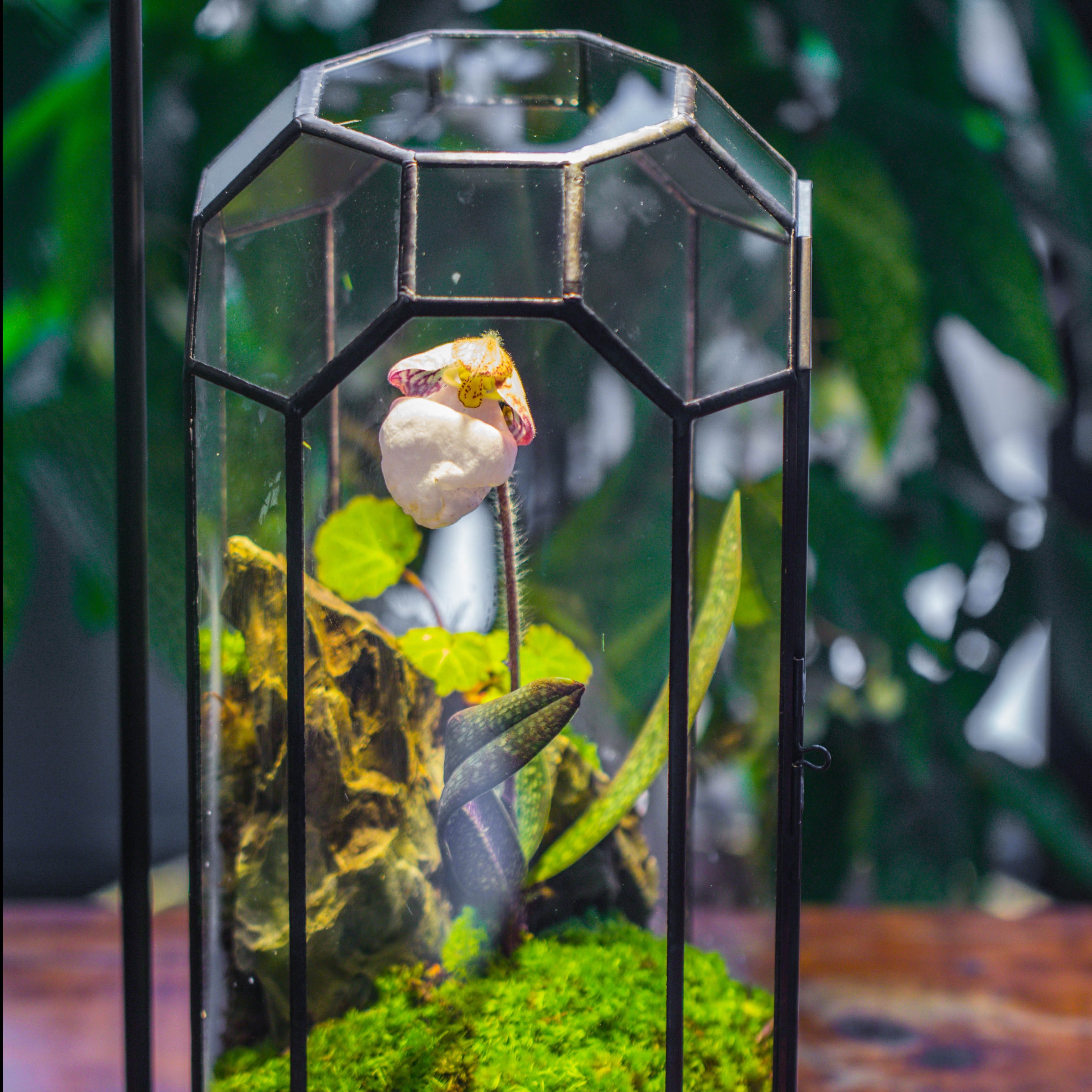 Vintage Tall Octagon Geometric Tin Glass Terrarium , 12.6" , close, su ...