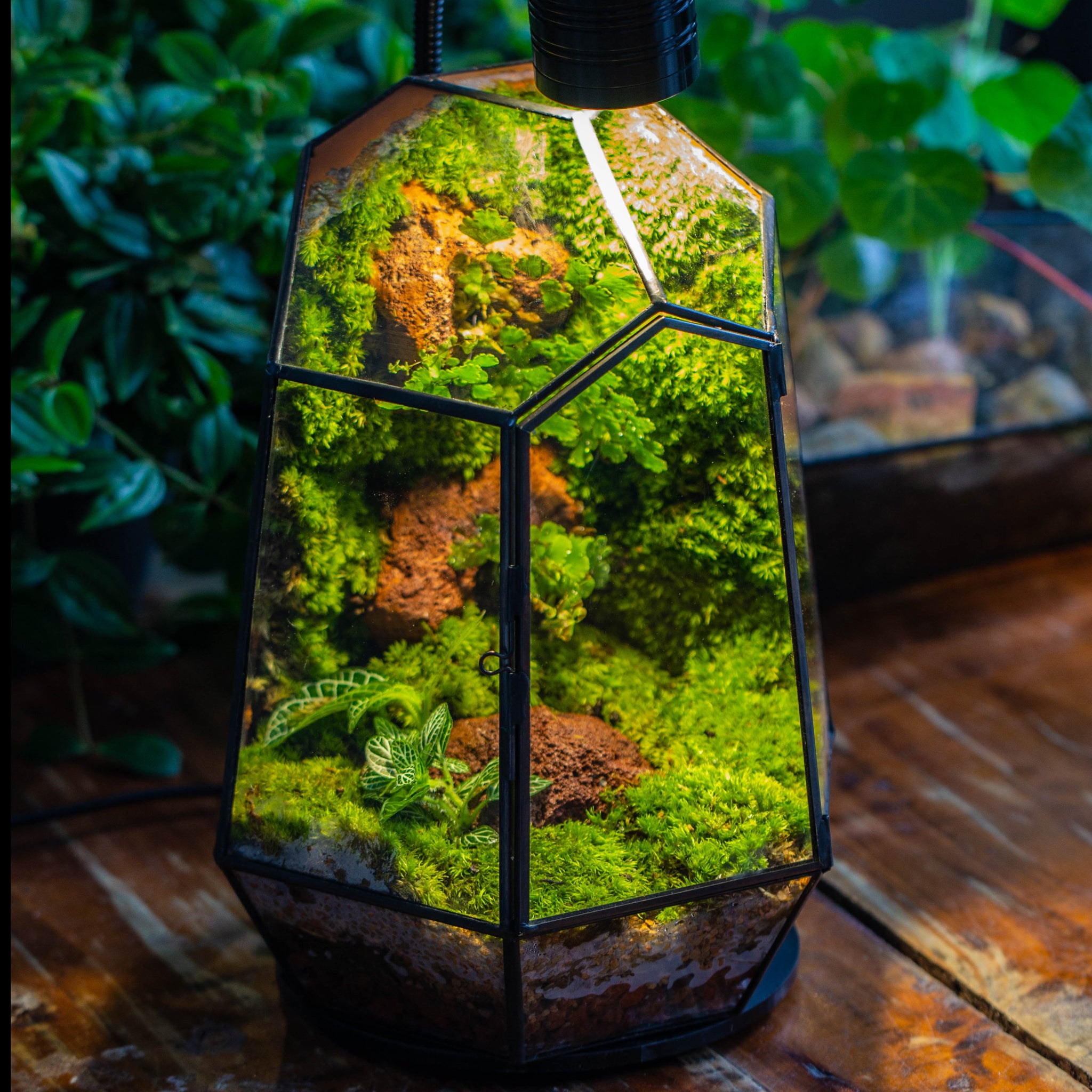 Geometric Terrariums | NCYPgarden