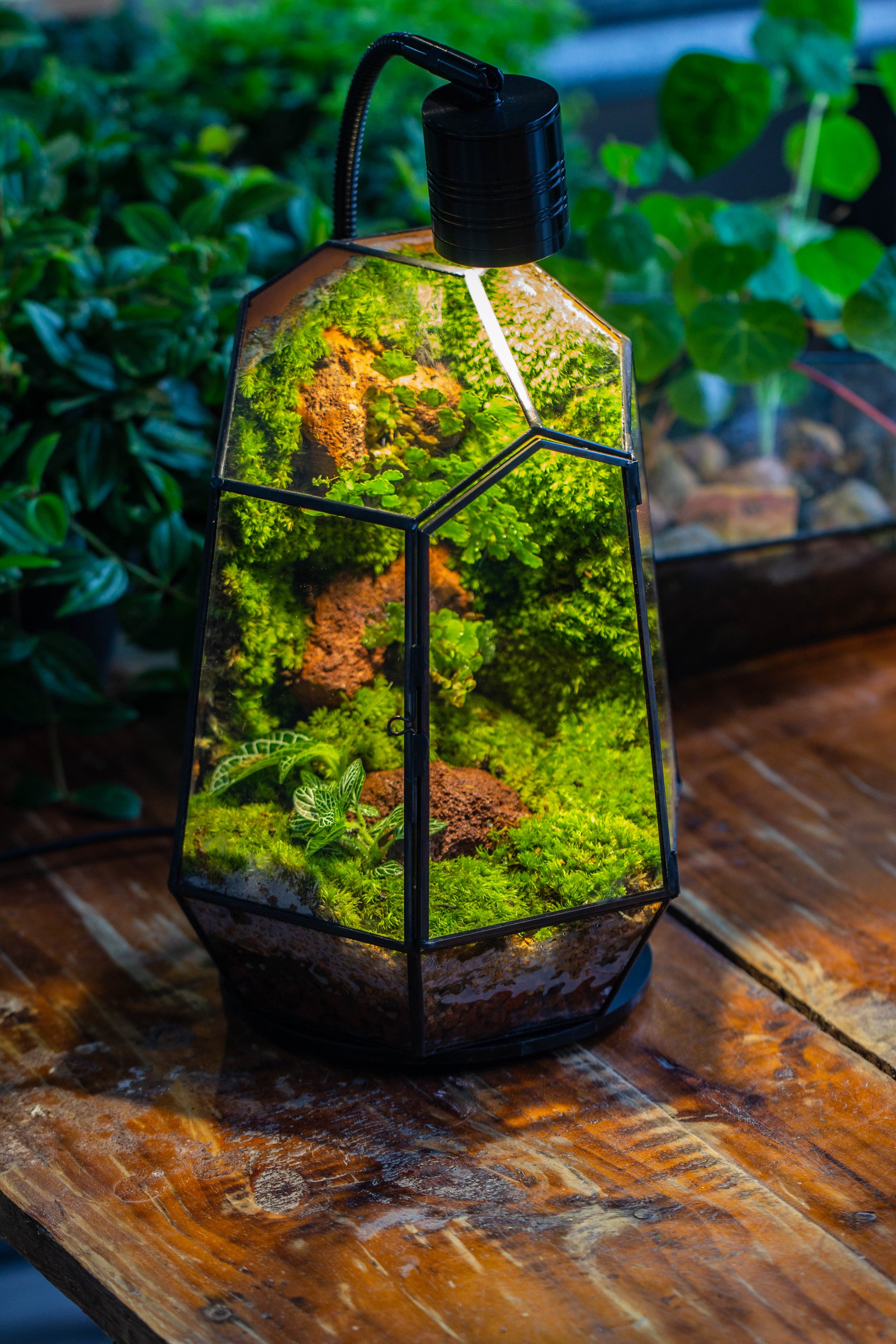 5W Warm White Black LED Grow Light adjustable with Black Matte Stand ...