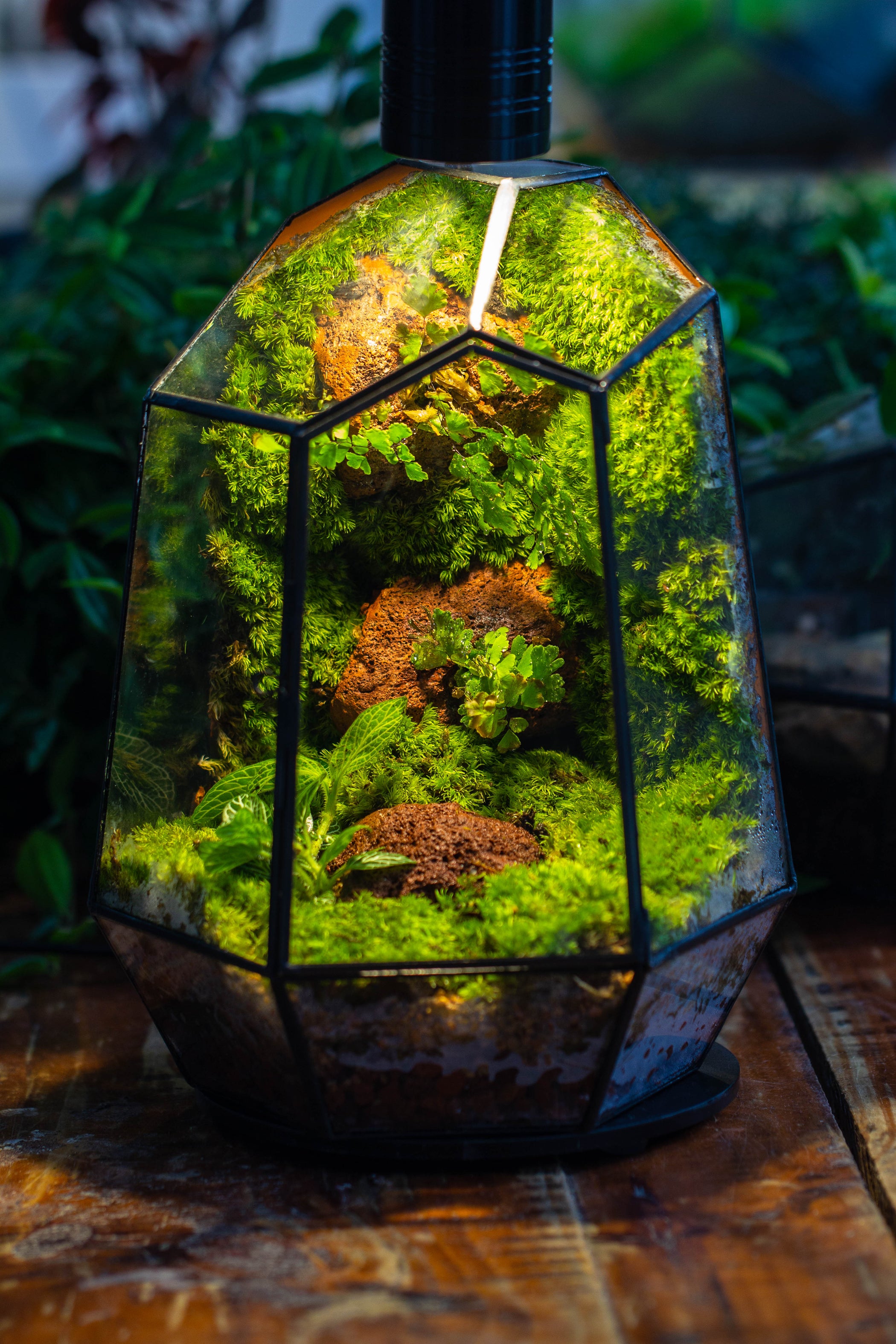 5W Warm White Black LED Grow Light adjustable with Black Matte Stand ...