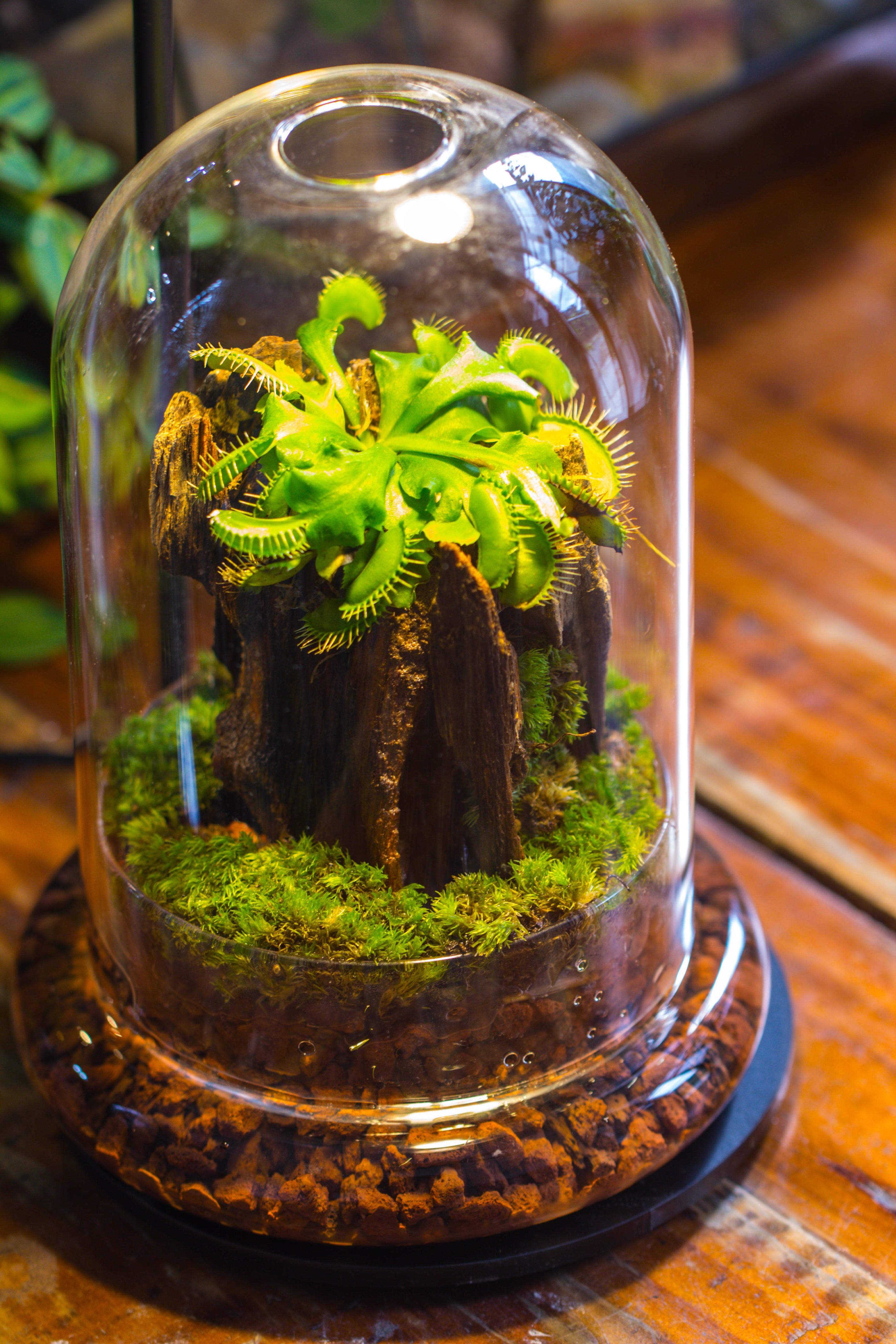 Round Glass Cloche terrarium 12 cm diameter x 18cm height with matching ...