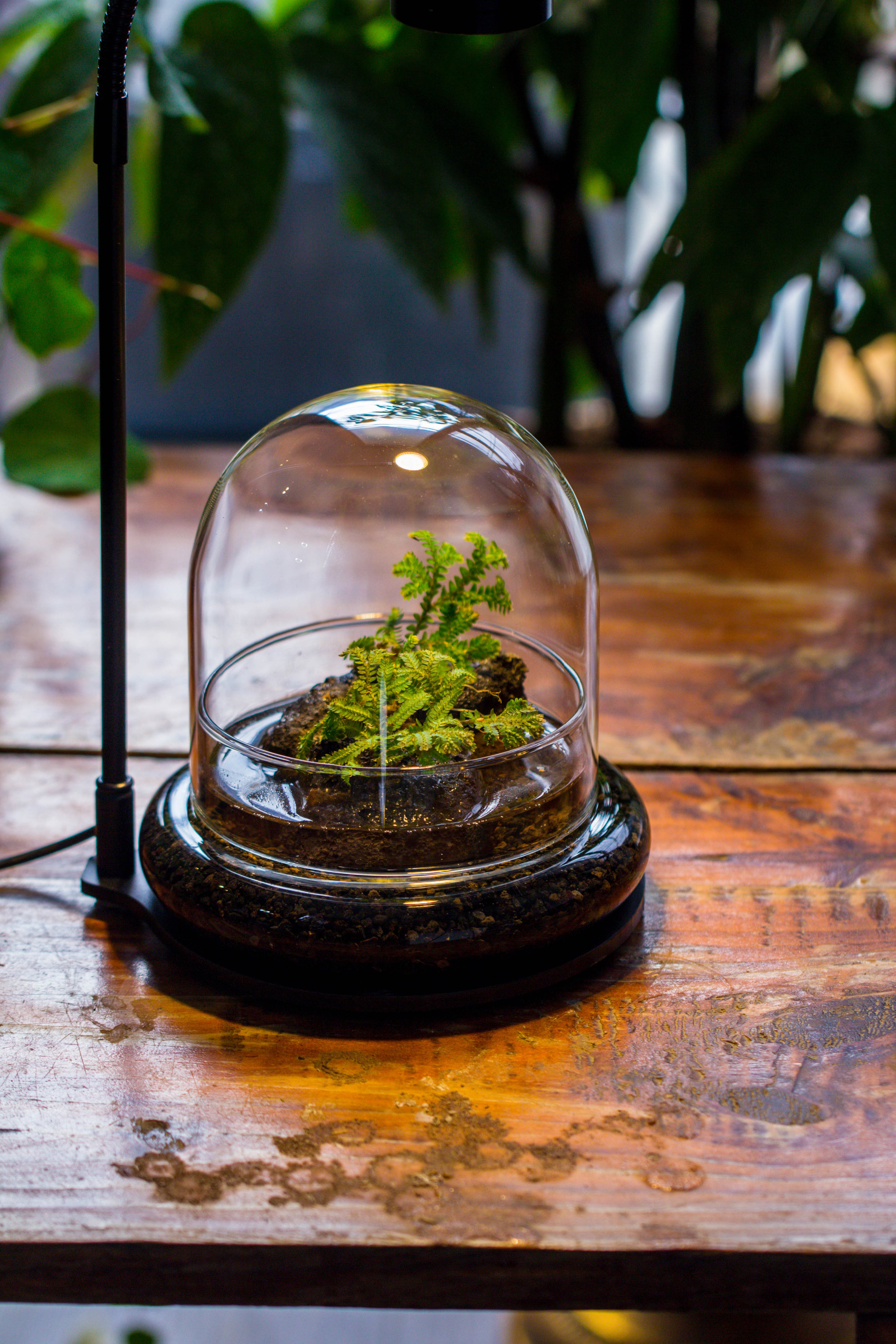 Round Glass Cloche terrarium 12 cm diameter x 12cm height with matching ...