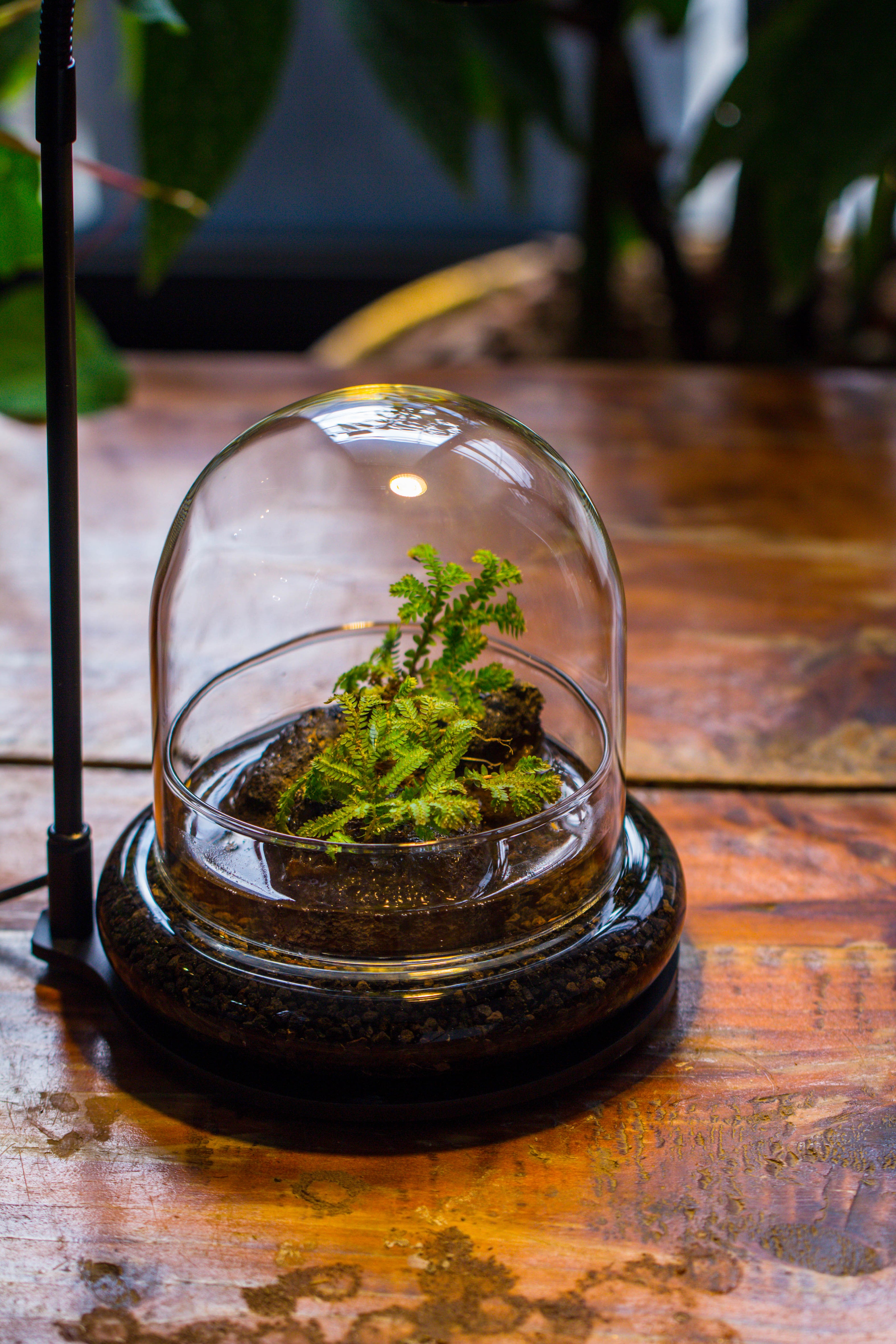 Round Glass Cloche terrarium 12 cm diameter x 12cm height with matching ...