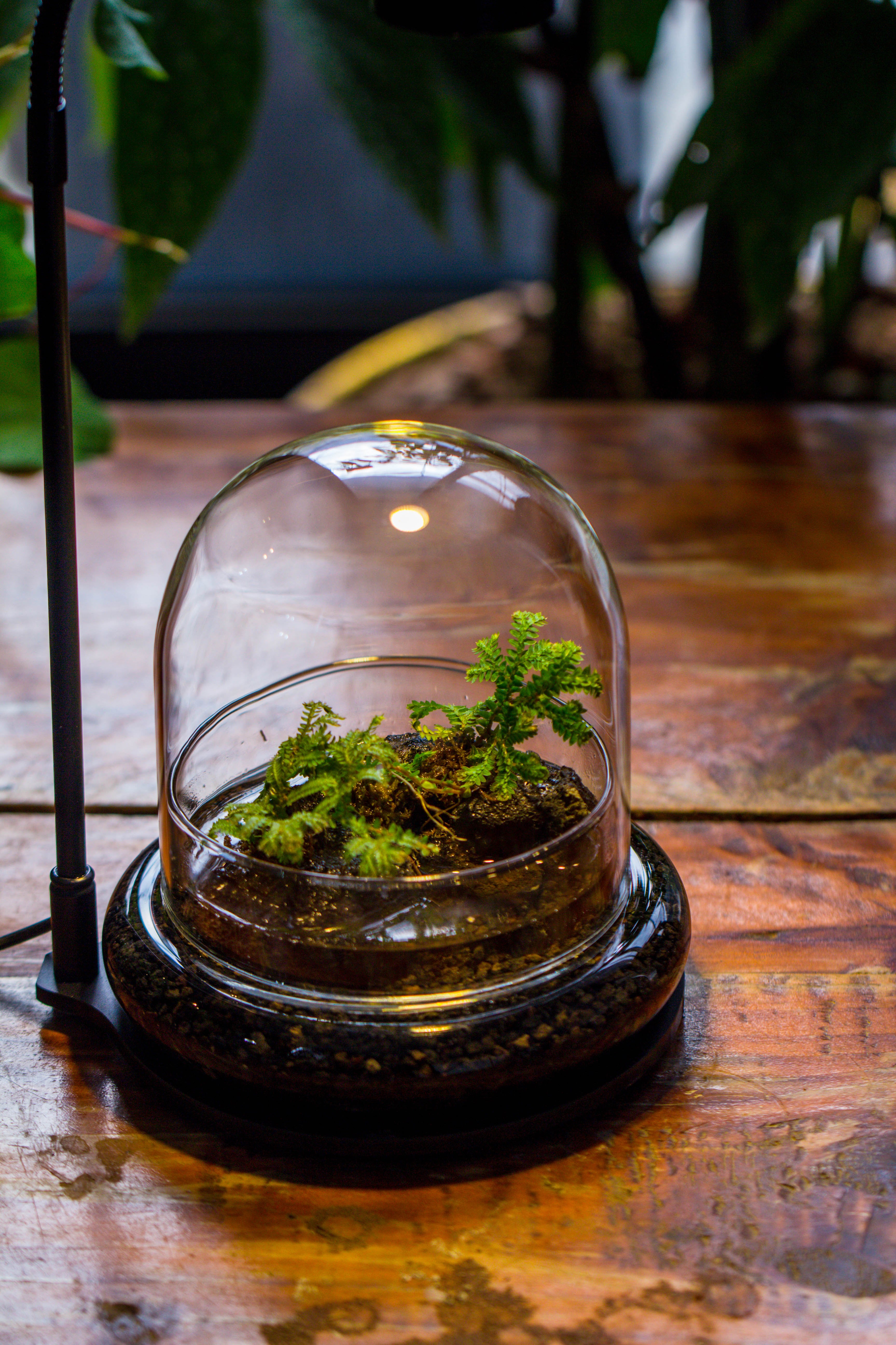 Round Glass Cloche terrarium 12 cm diameter x 12cm height with matching ...