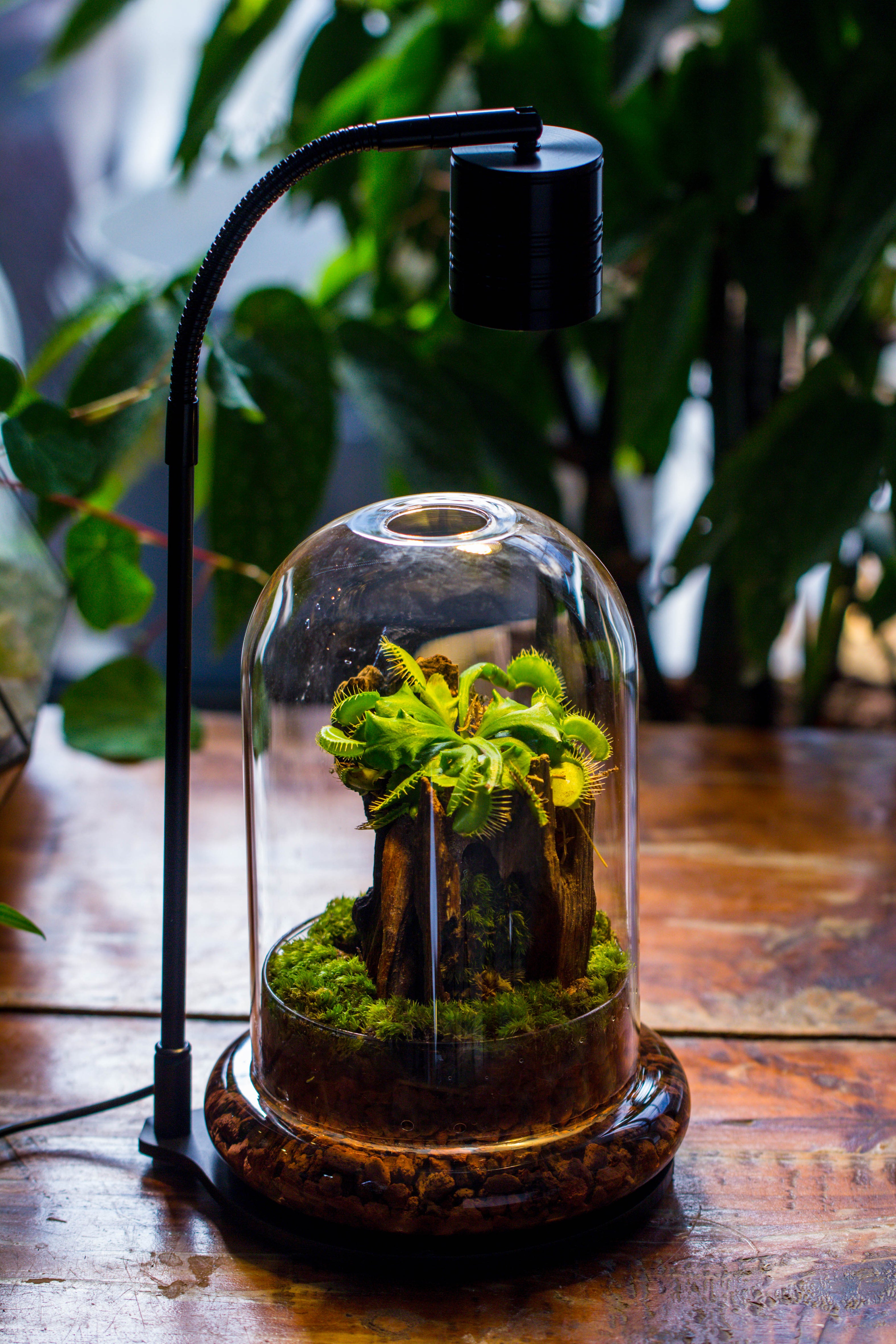 5W Warm White Black LED Grow Light adjustable with Black Matte Stand ...