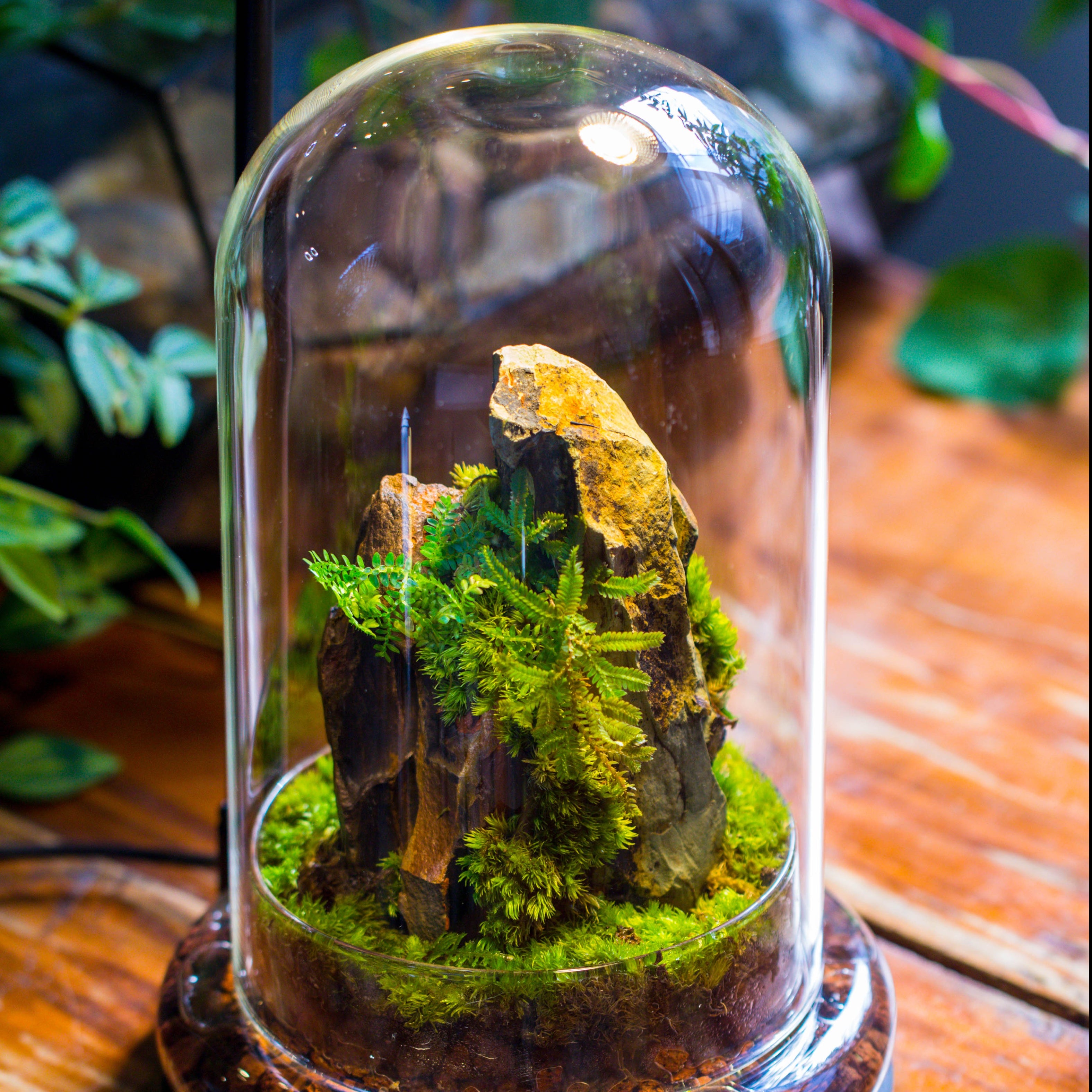 Round Glass Cloche terrarium 12 cm diameter x 20cm height with matching ...