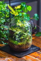 Terrarium Planting Kit Glass Jar and Black LED Grow light lAMP with Ba ...