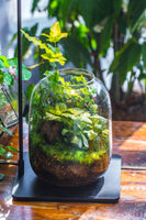 Terrarium Planting Kit Glass Jar and Black LED Grow light lAMP with Ba ...