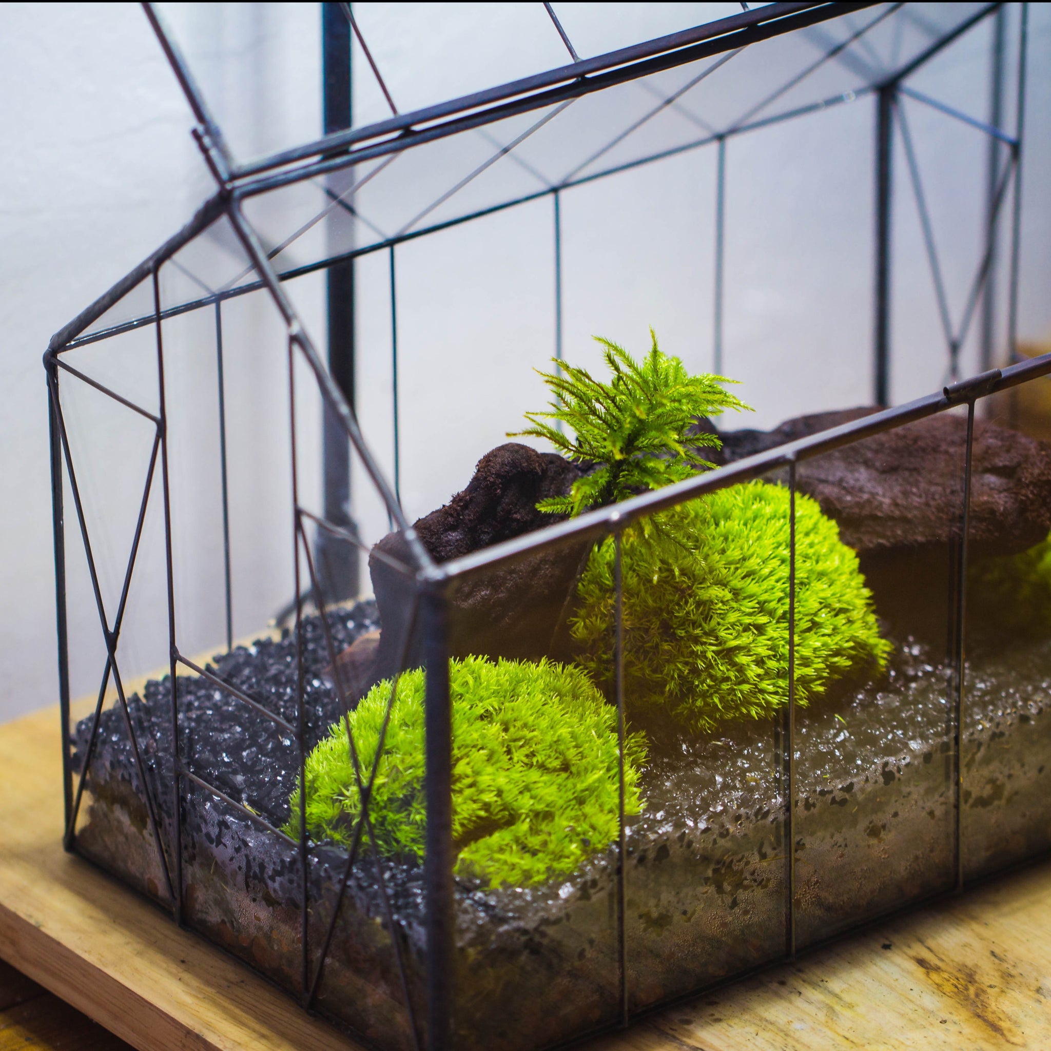 Geometric Terrariums | NCYPgarden