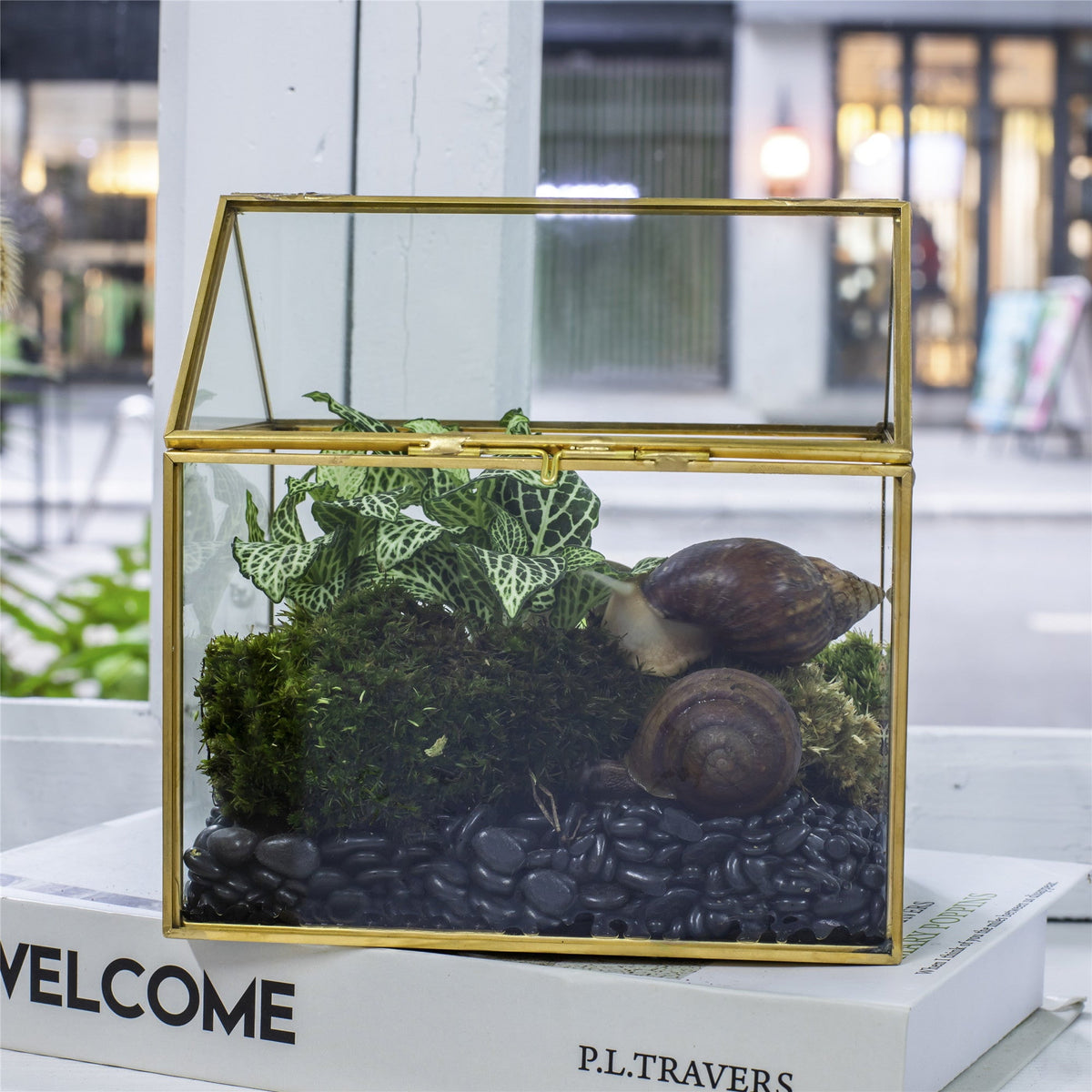 Handmade NCYP Geometric Glass Gold Terrarium Box House Shape, Close ...