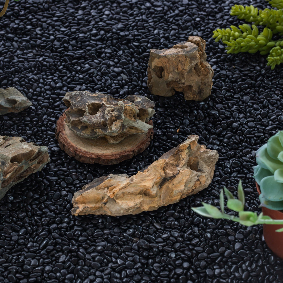 Black Natural Polished Pebbles for Terrarium — NCYPgarden