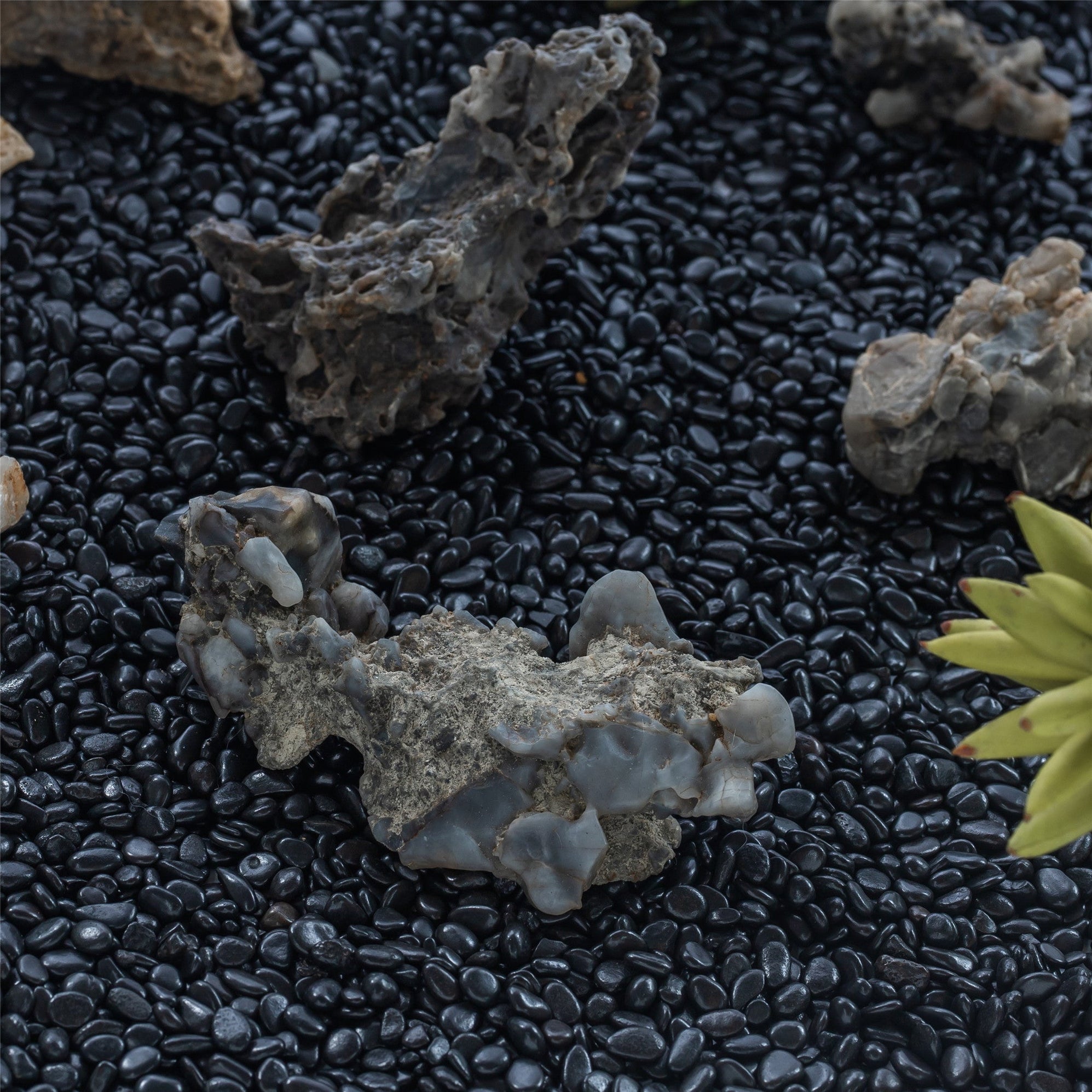 Black Natural Polished Pebbles for Terrarium — NCYPgarden