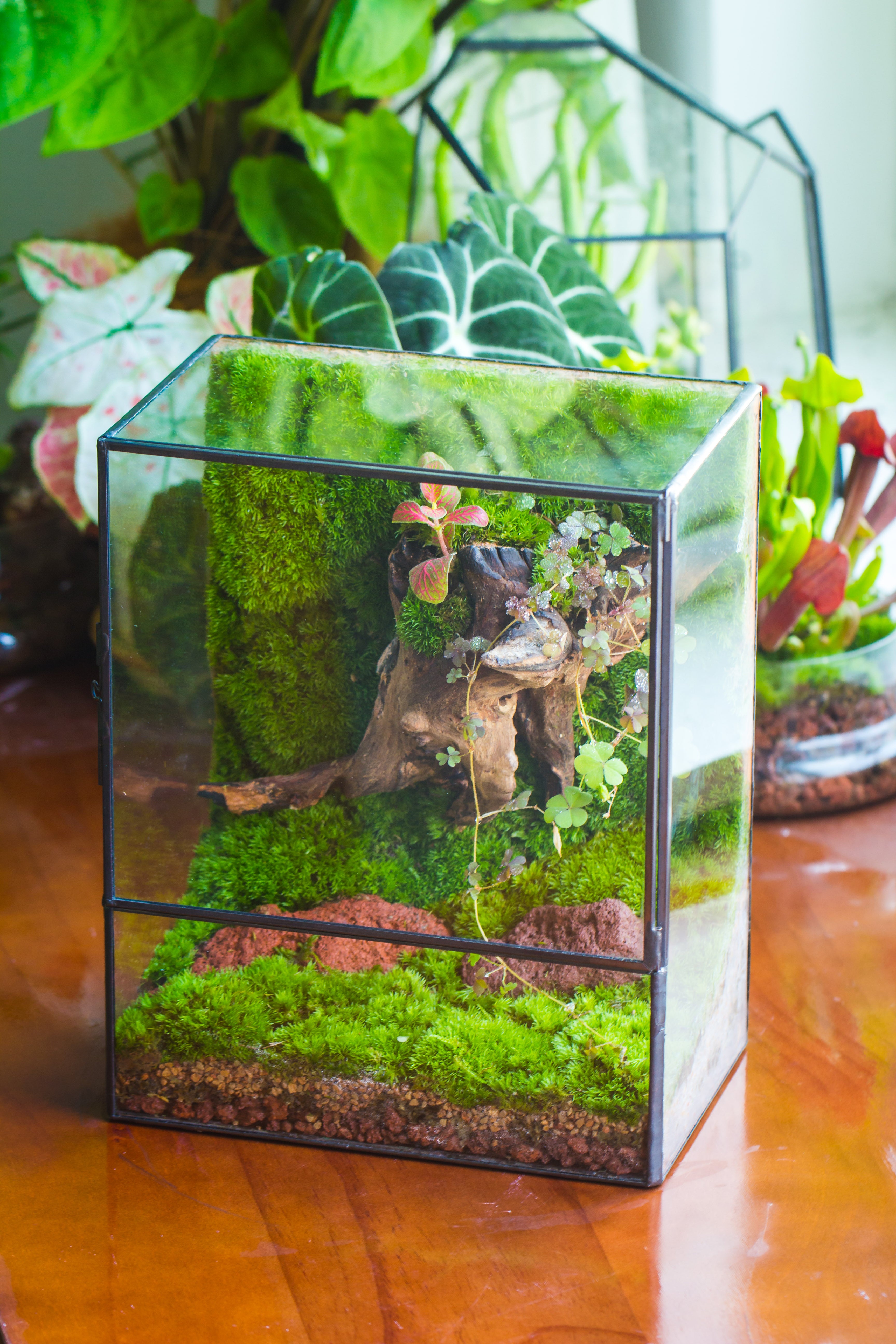 NCYP Close Geometric Glass Terrarium with Door, Tin Sealed Rectangle T ...