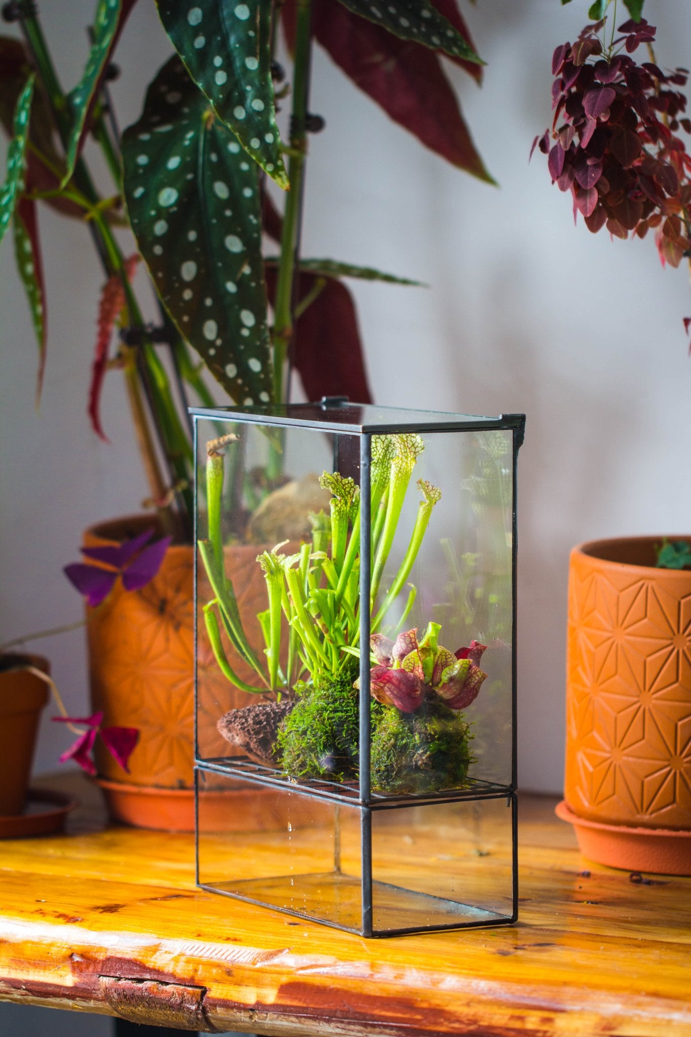 NCYP Glass and Tin Close terrarium with drainage bottom, suits for Fly ...