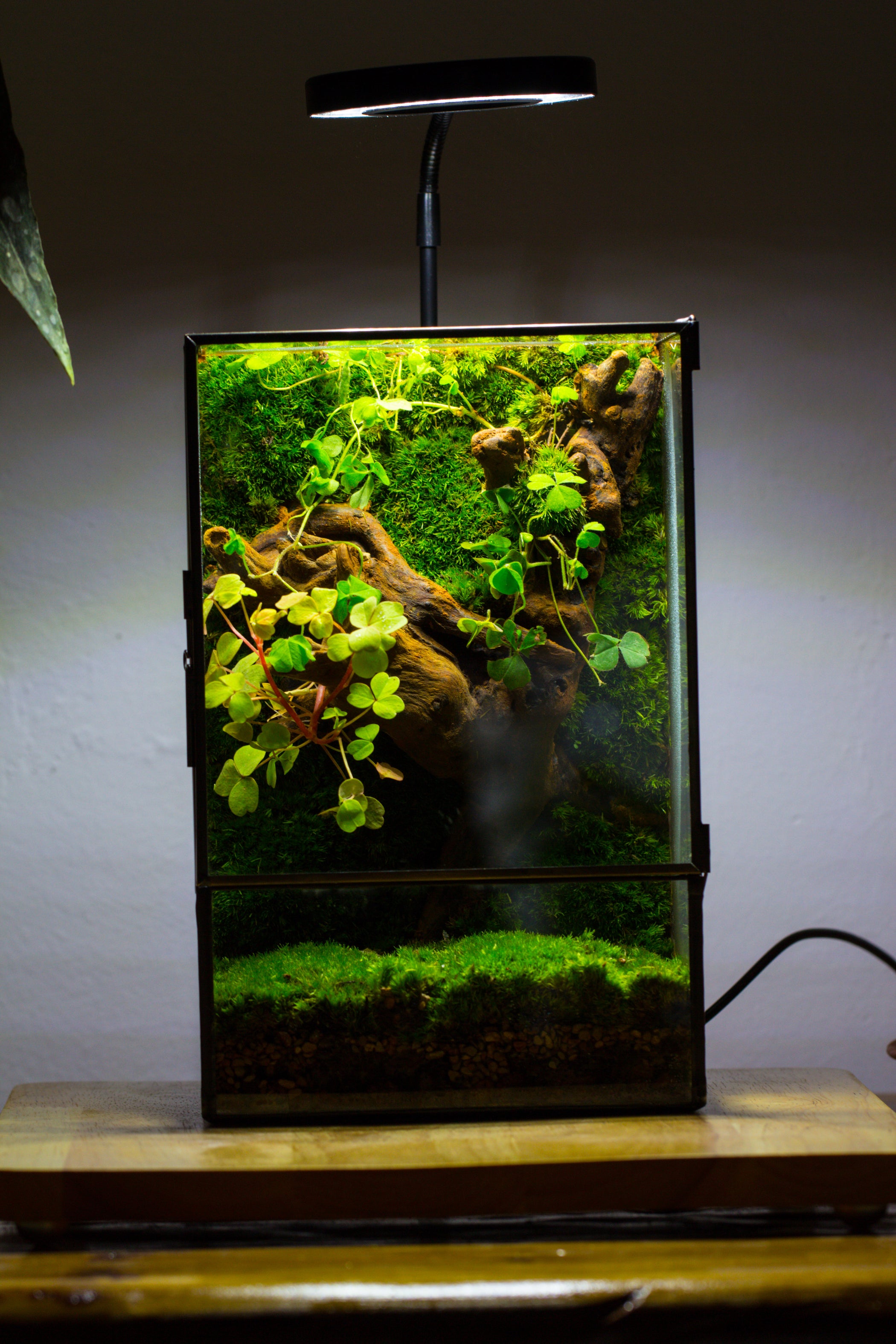 NCYP Close Geometric Glass Terrarium with Door, Tin Sealed Rectangle ...