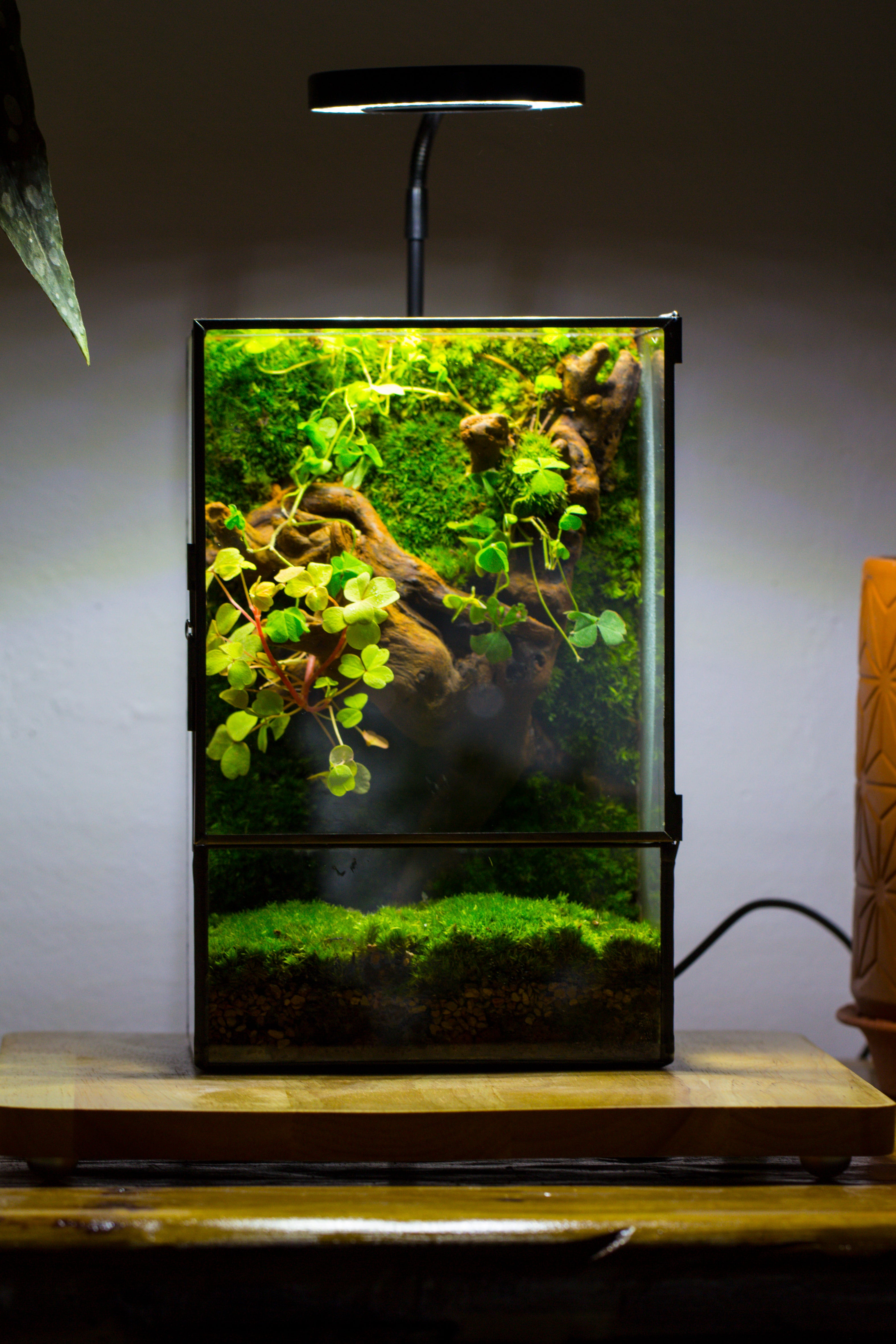 NCYP Close Geometric Glass Terrarium with Door, Tin Sealed Rectangle ...