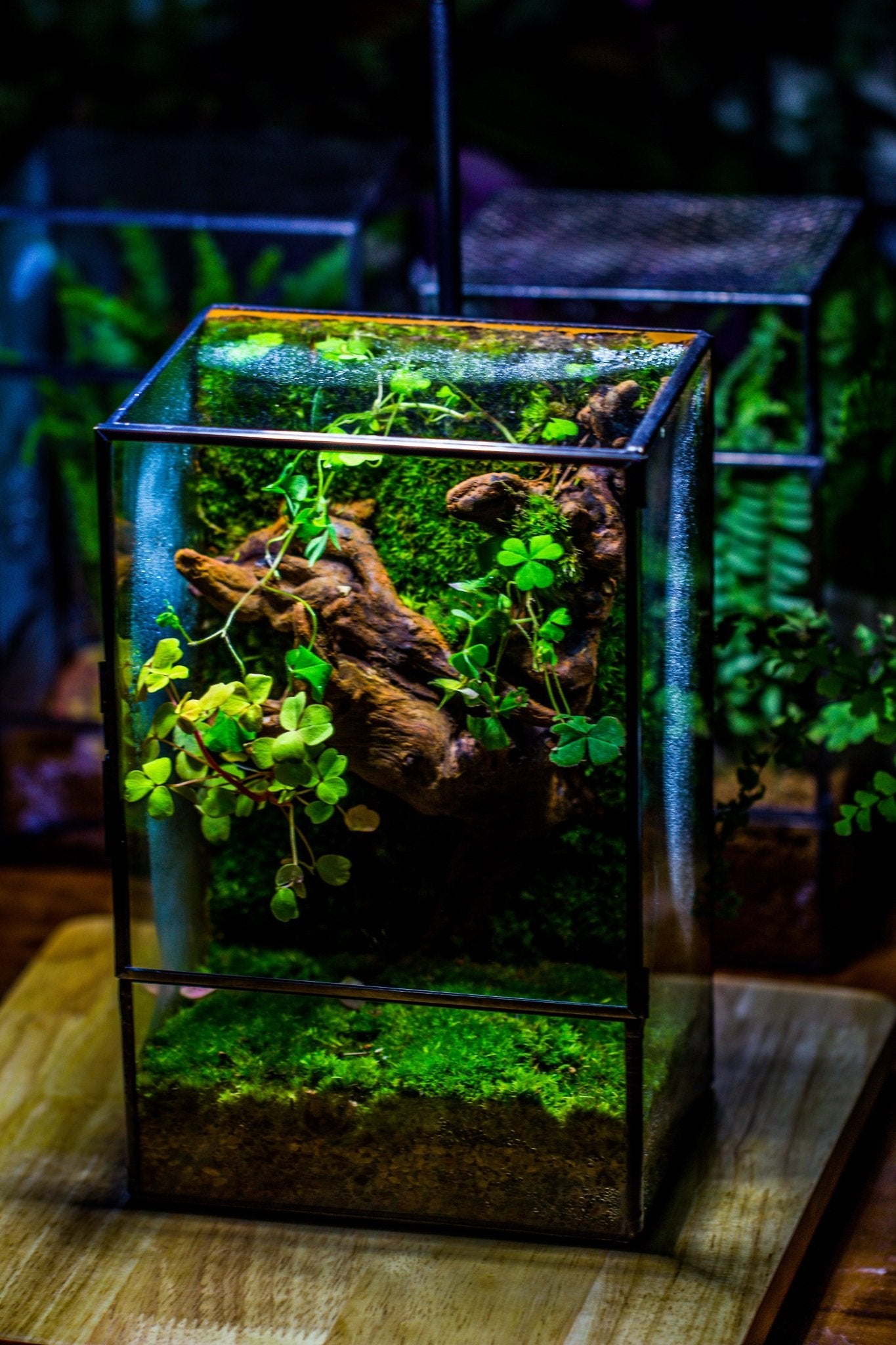 Geometric Glass Terrarium with Door - Moss Wall Planter — NCYPgarden