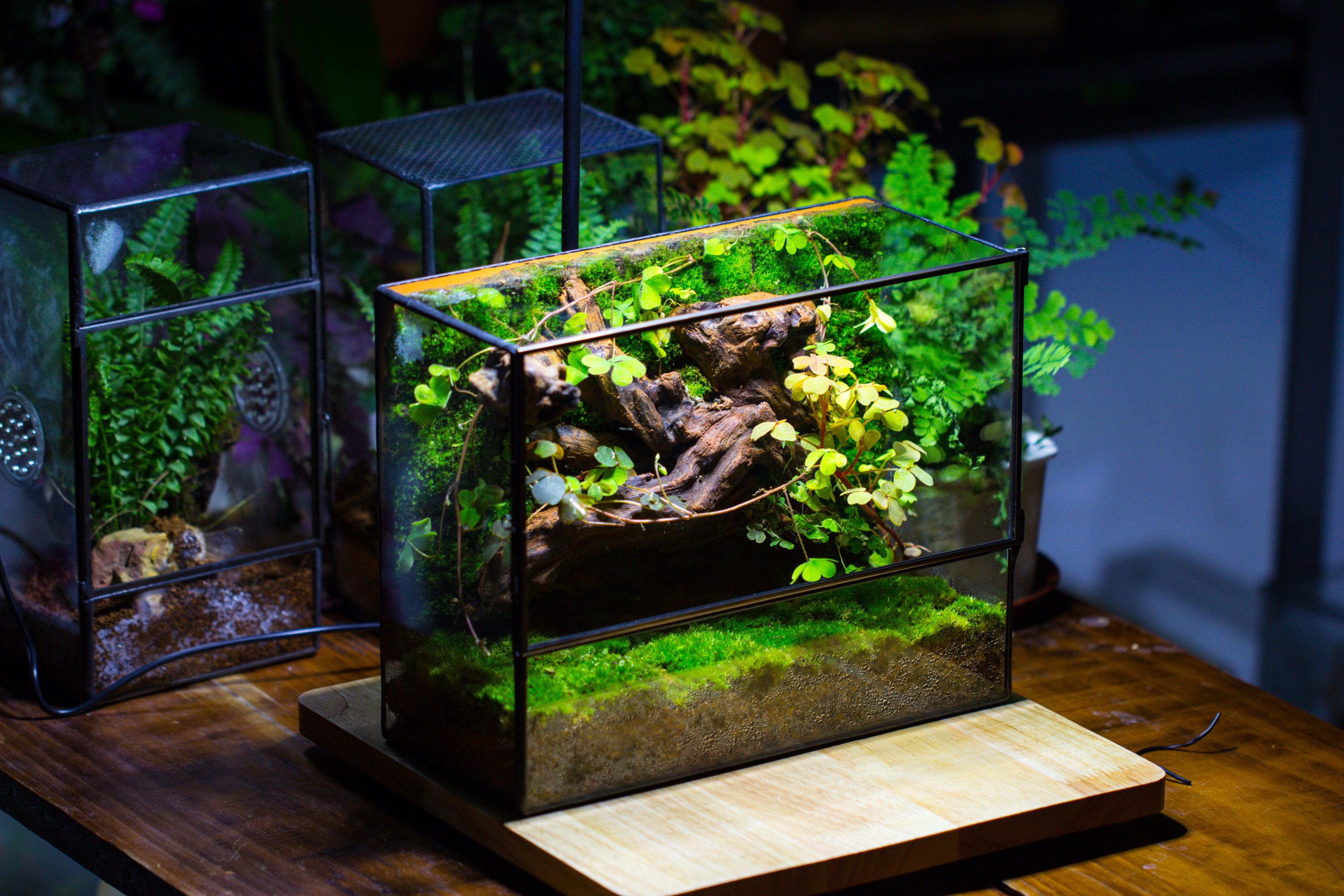 NCYP Close Geometric Glass Terrarium with Door, Tin Sealed Rectangle ...