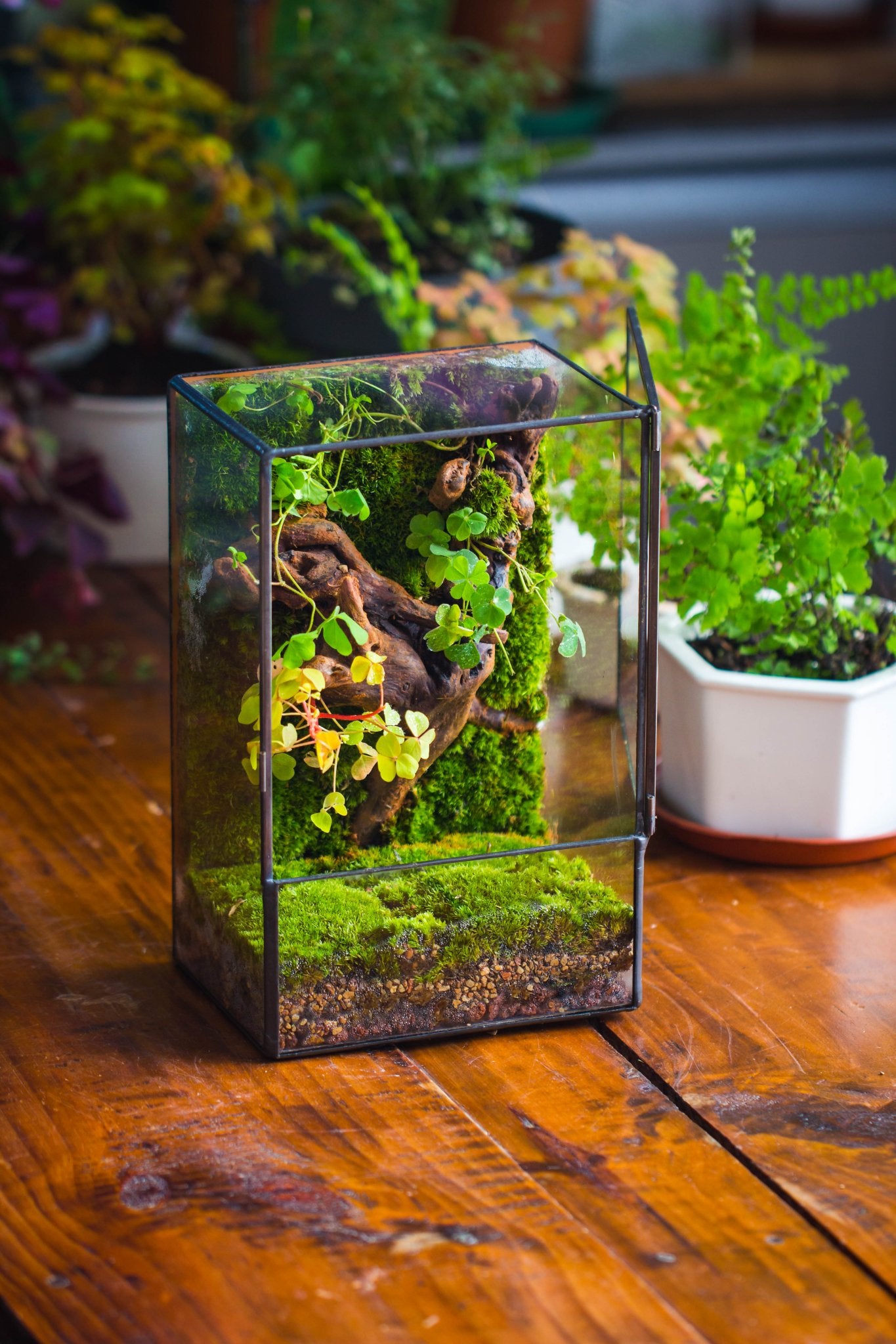 Geometric Glass Terrarium with Door - Moss Wall Planter — NCYPgarden