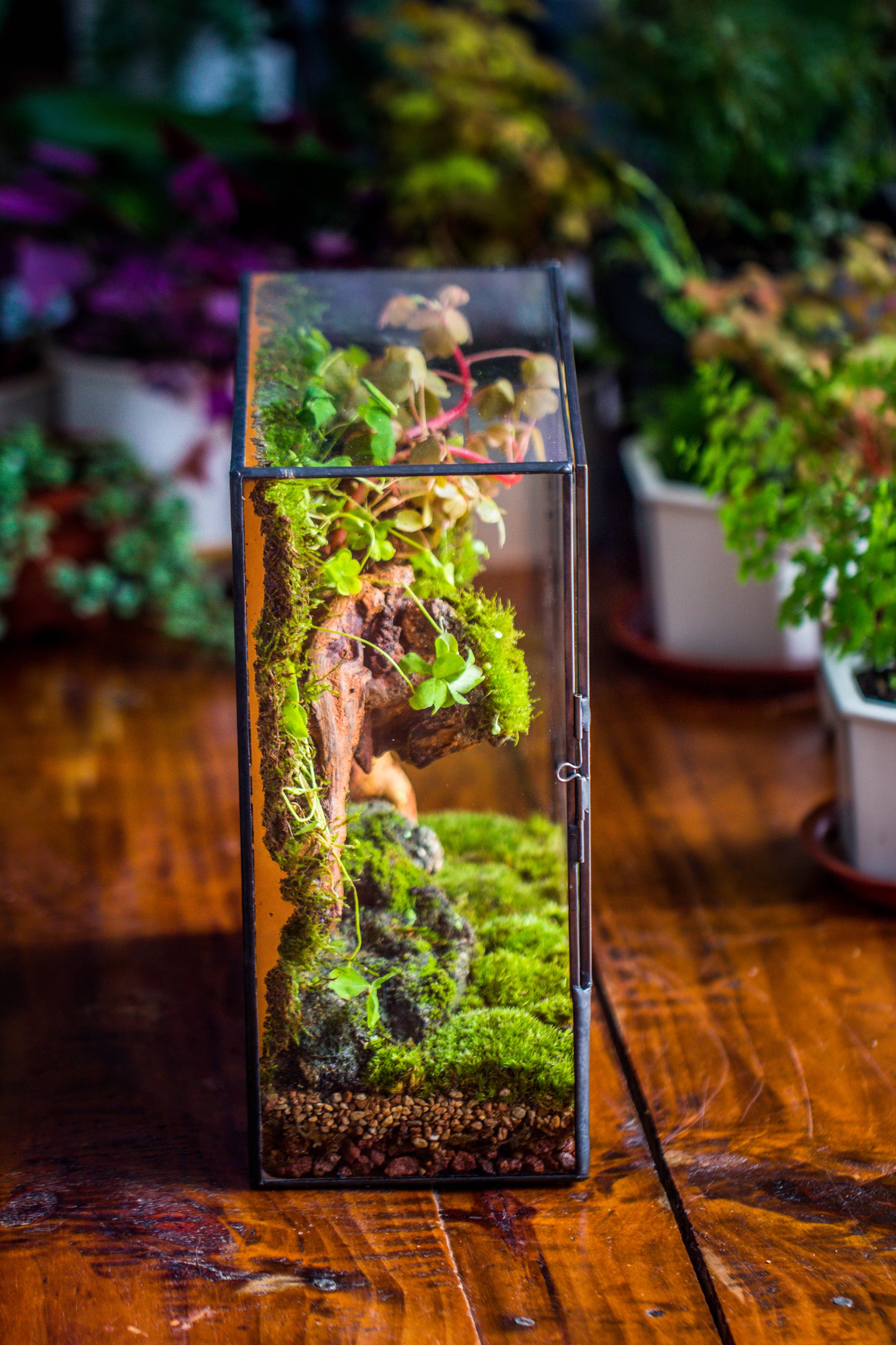 NCYP Close Geometric Glass Terrarium with Door, Tin Sealed Rectangle ...