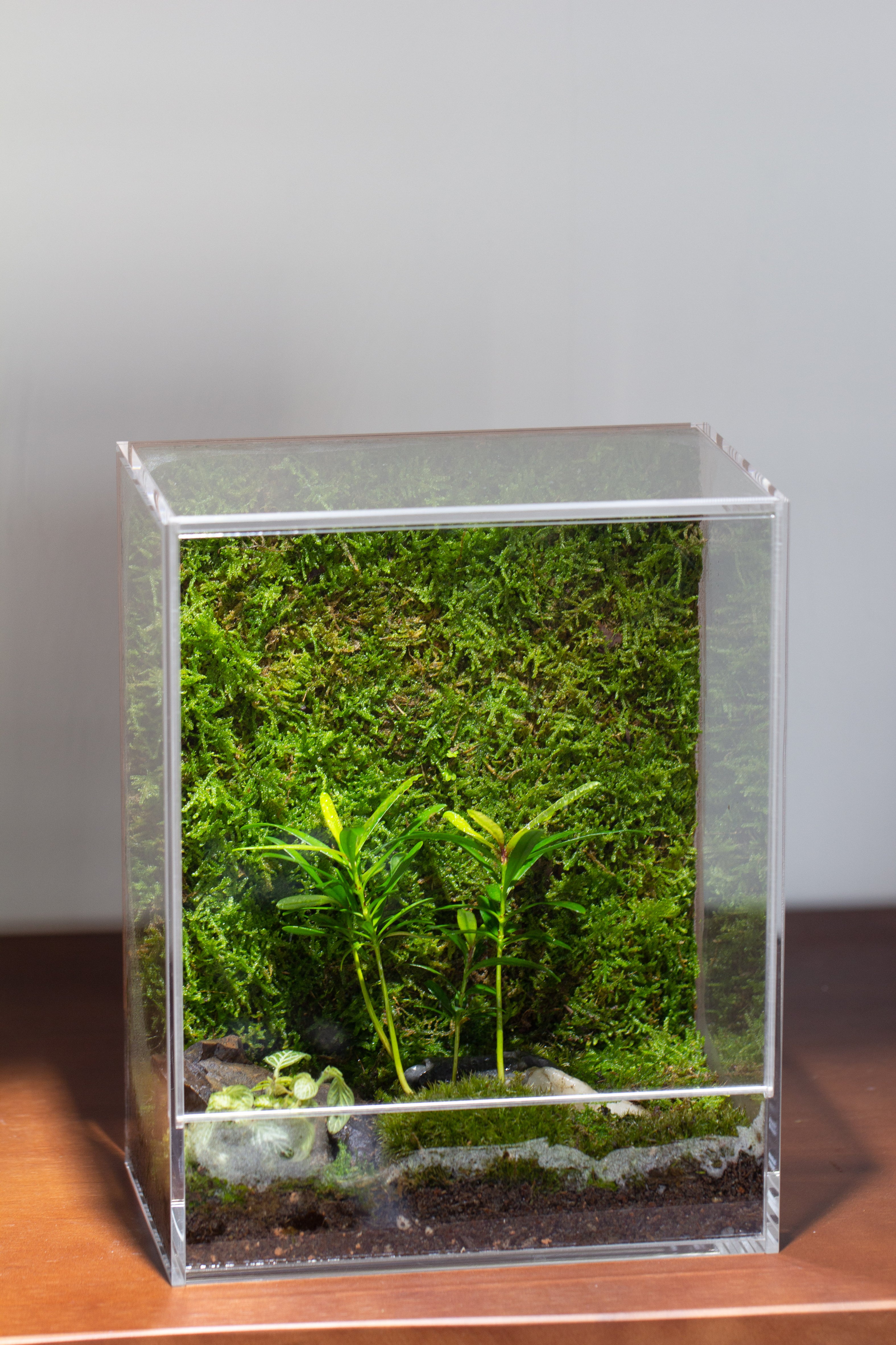 handmade water tight, sealed, enclosed, rectangle acrylic terrarium ...
