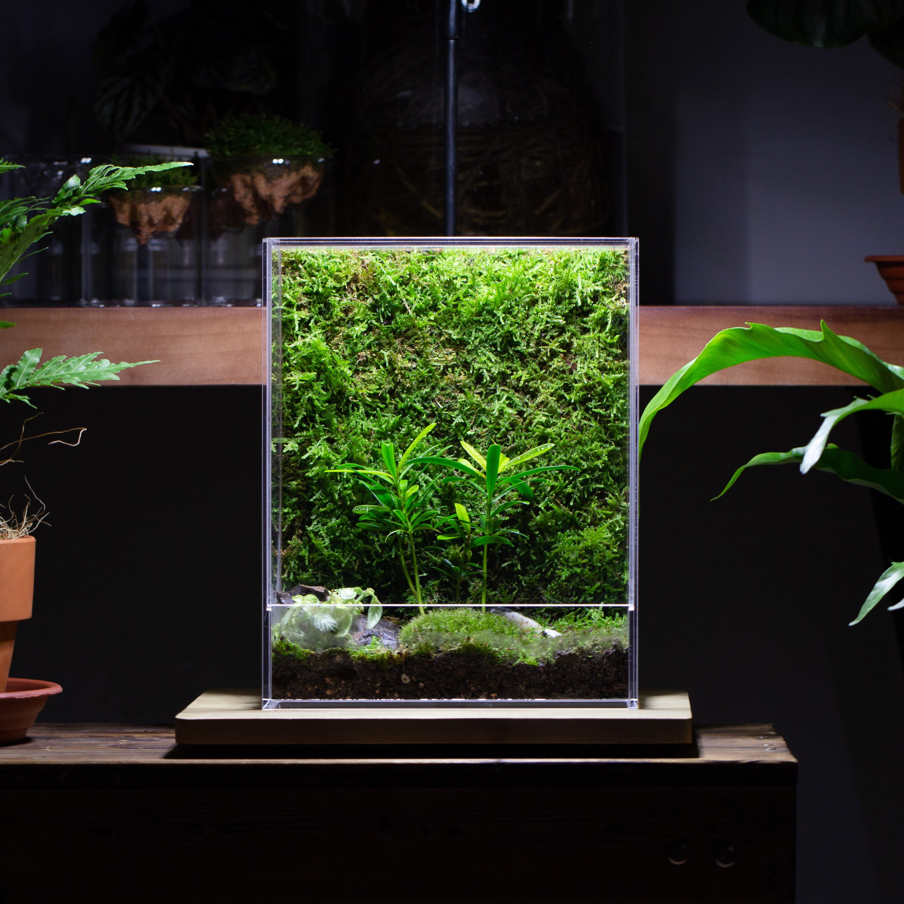 handmade water tight, sealed, enclosed, rectangle acrylic terrarium ...