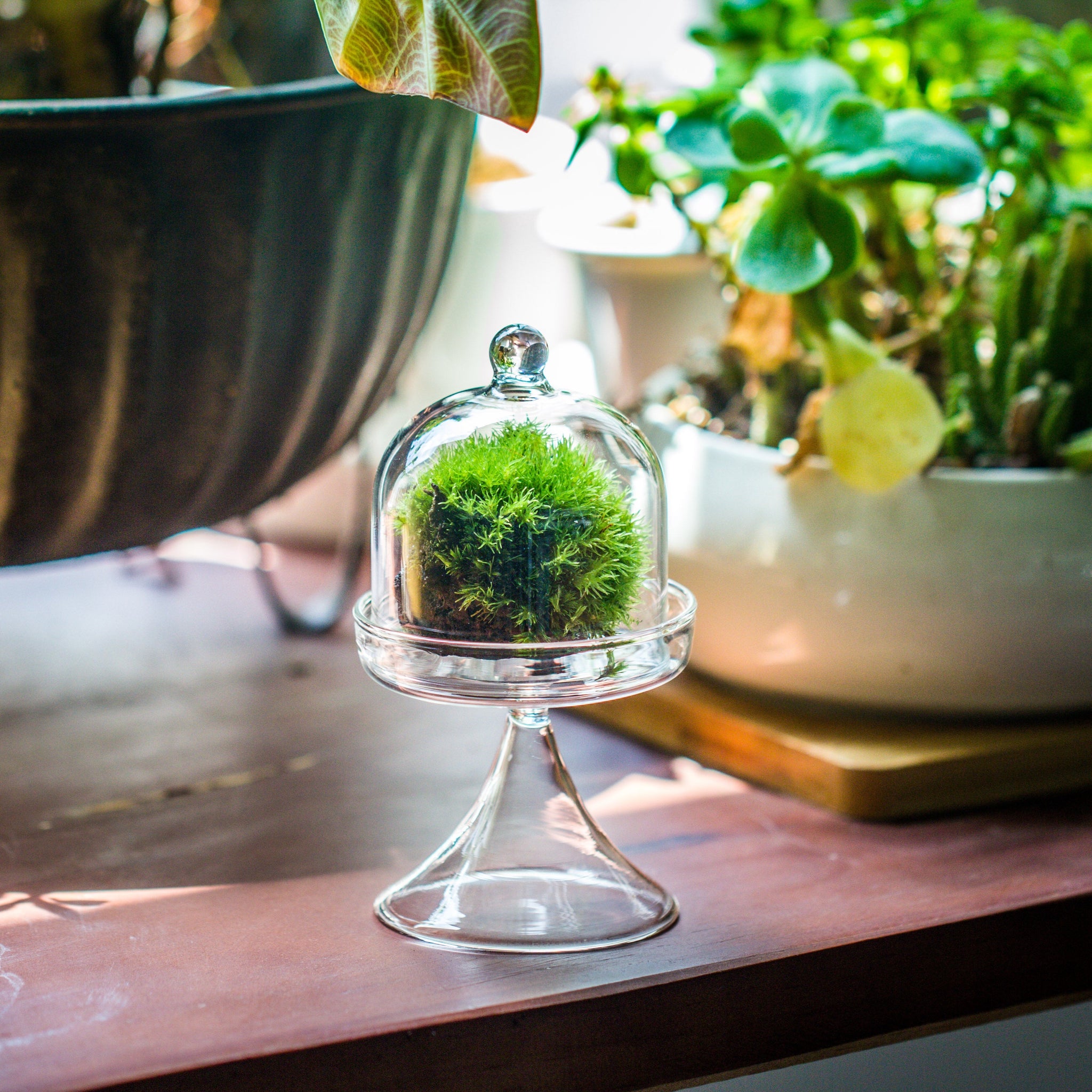 Glass Cloche — NCYPgarden