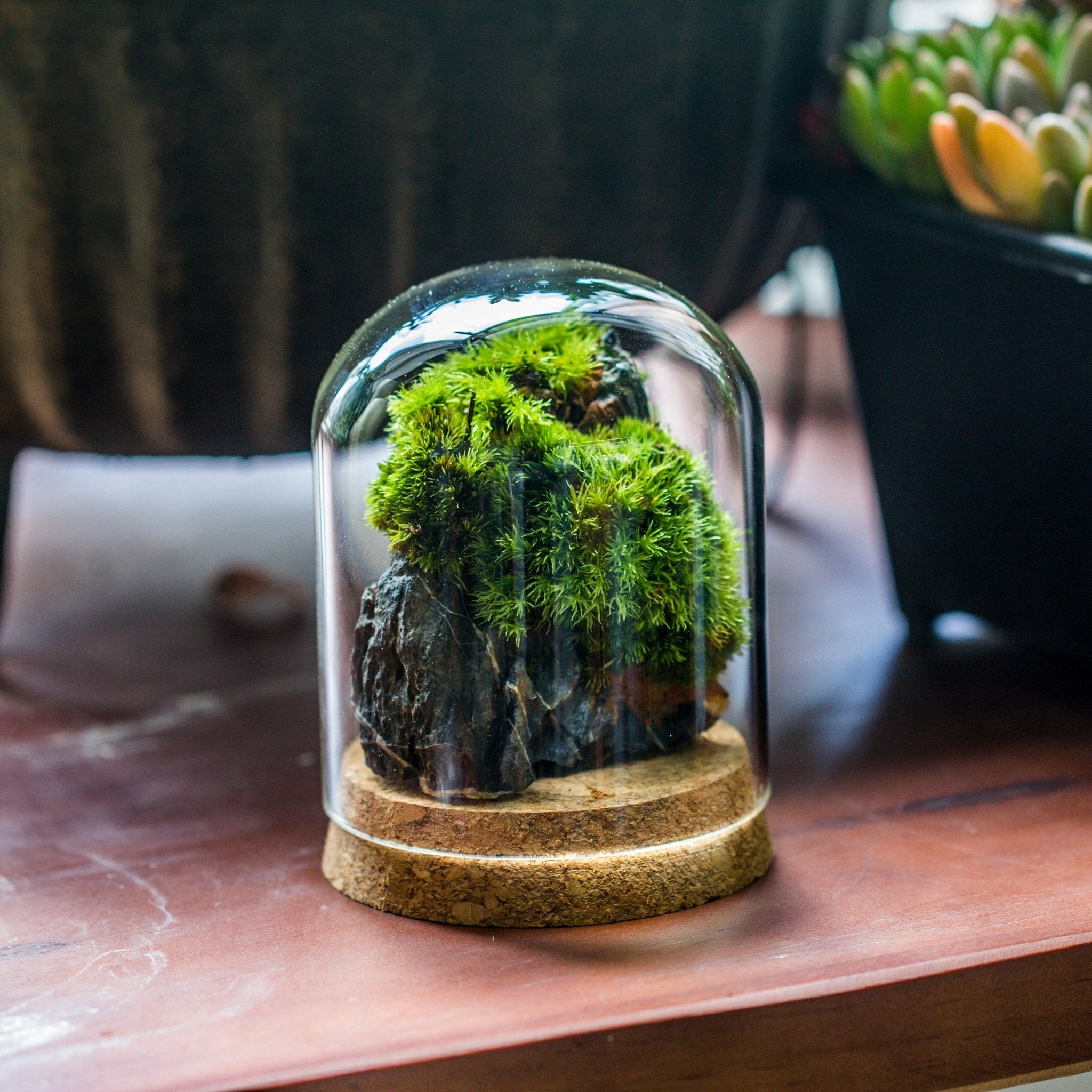 glass cloche dome with corkplug — NCYPgarden
