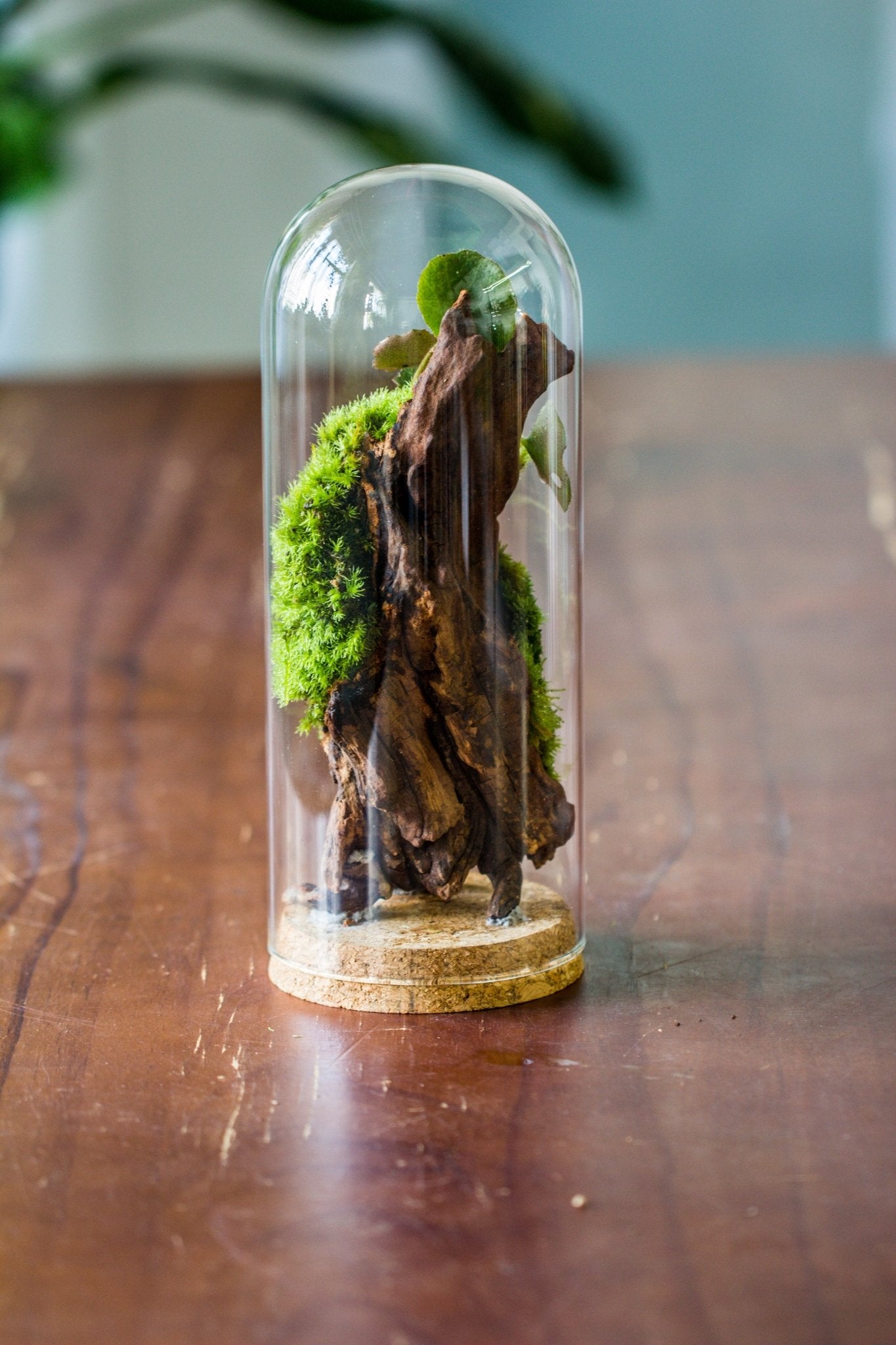 glass cloche dome with corkplug — NCYPgarden