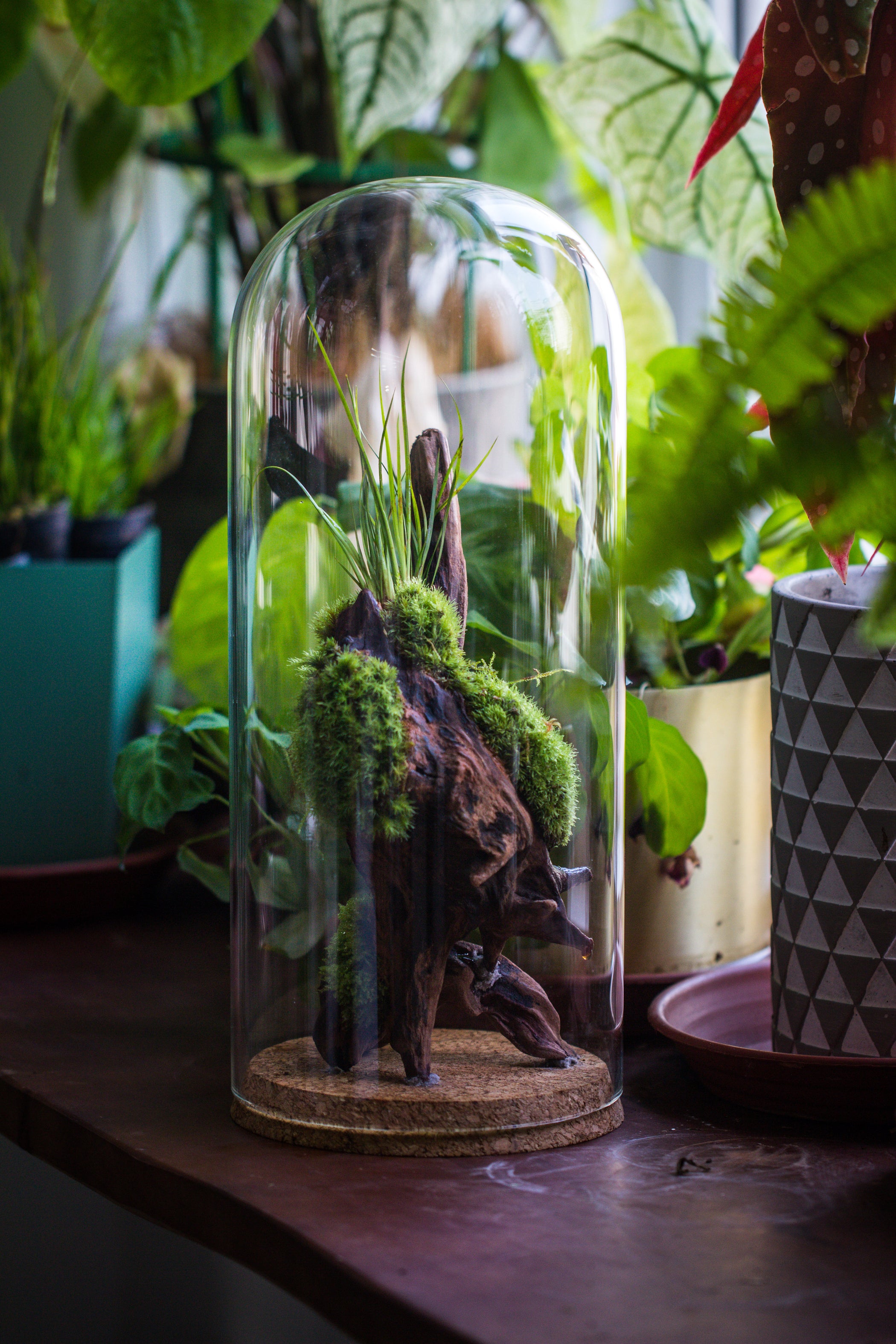glass cloche dome with corkplug — NCYPgarden
