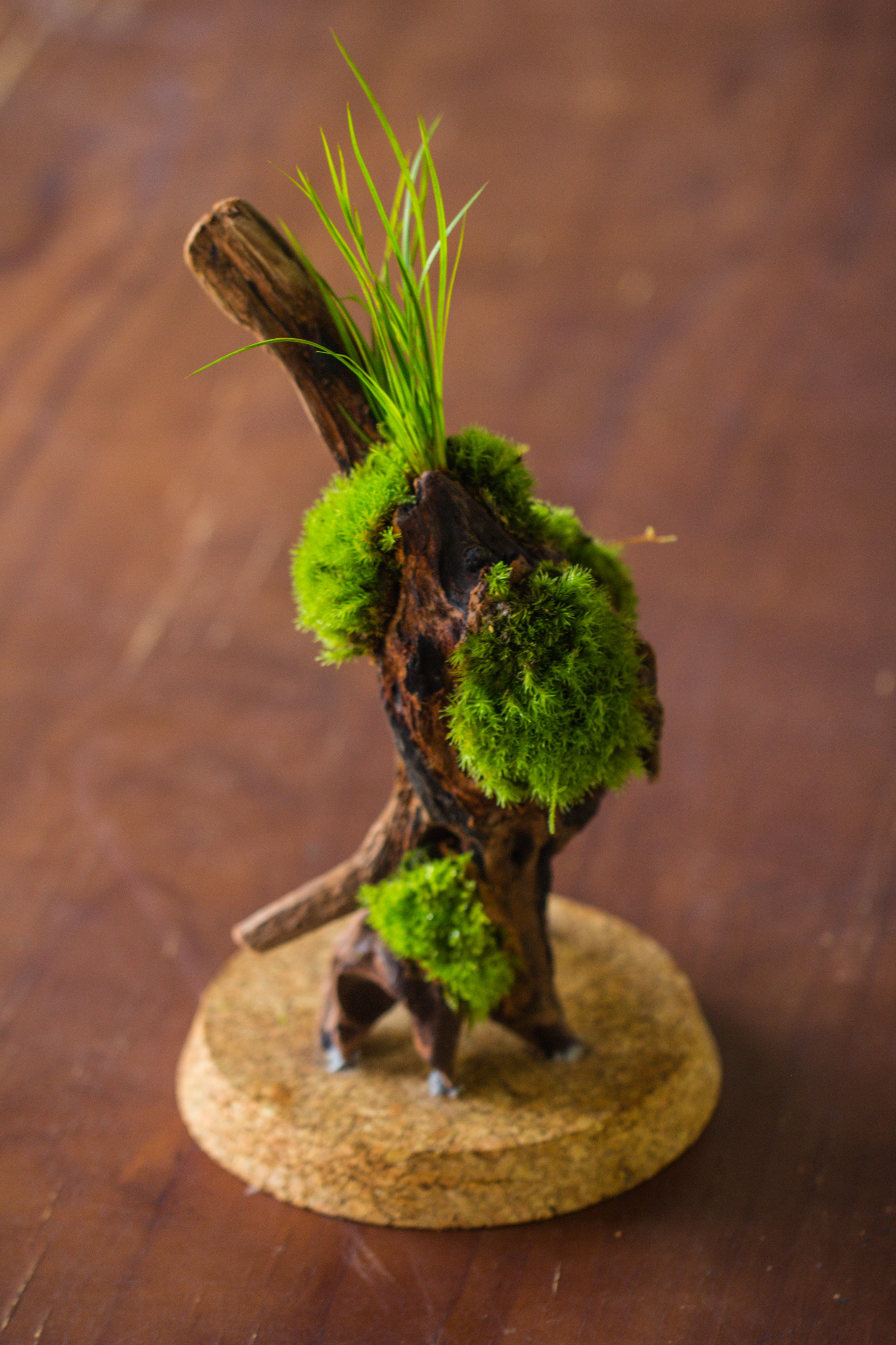 glass cloche dome with corkplug — NCYPgarden