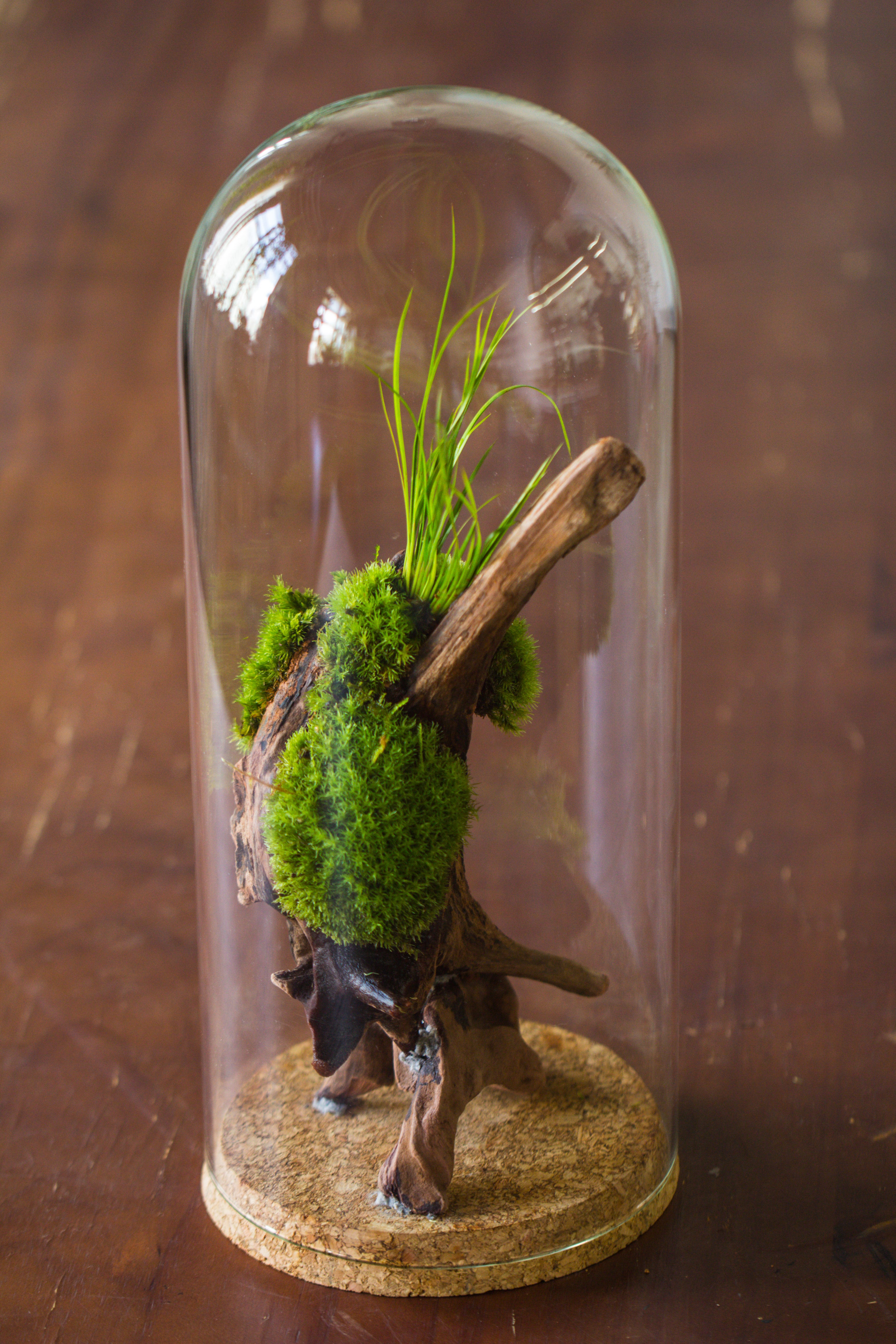 glass cloche dome with corkplug — NCYPgarden