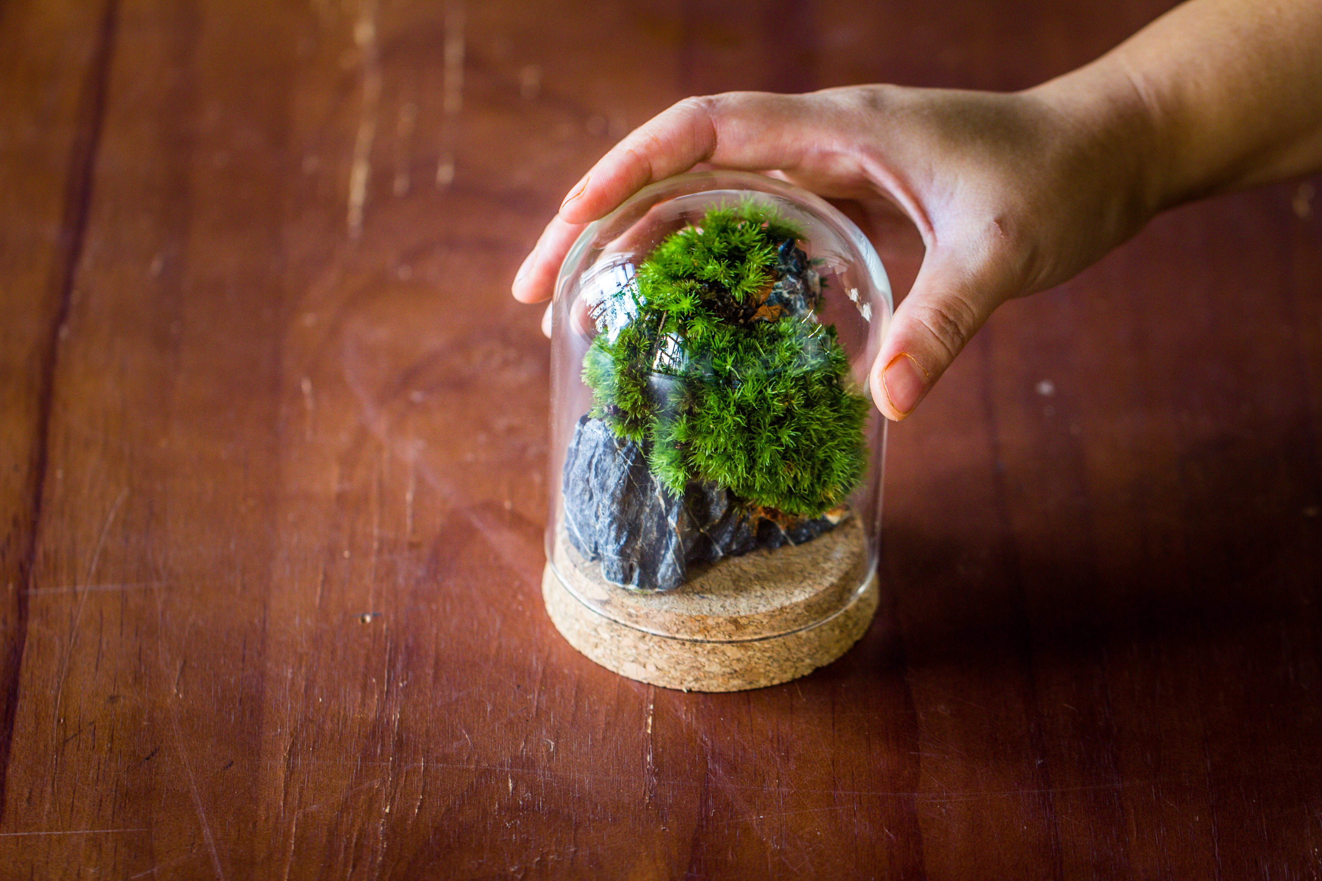 glass cloche dome with corkplug — NCYPgarden