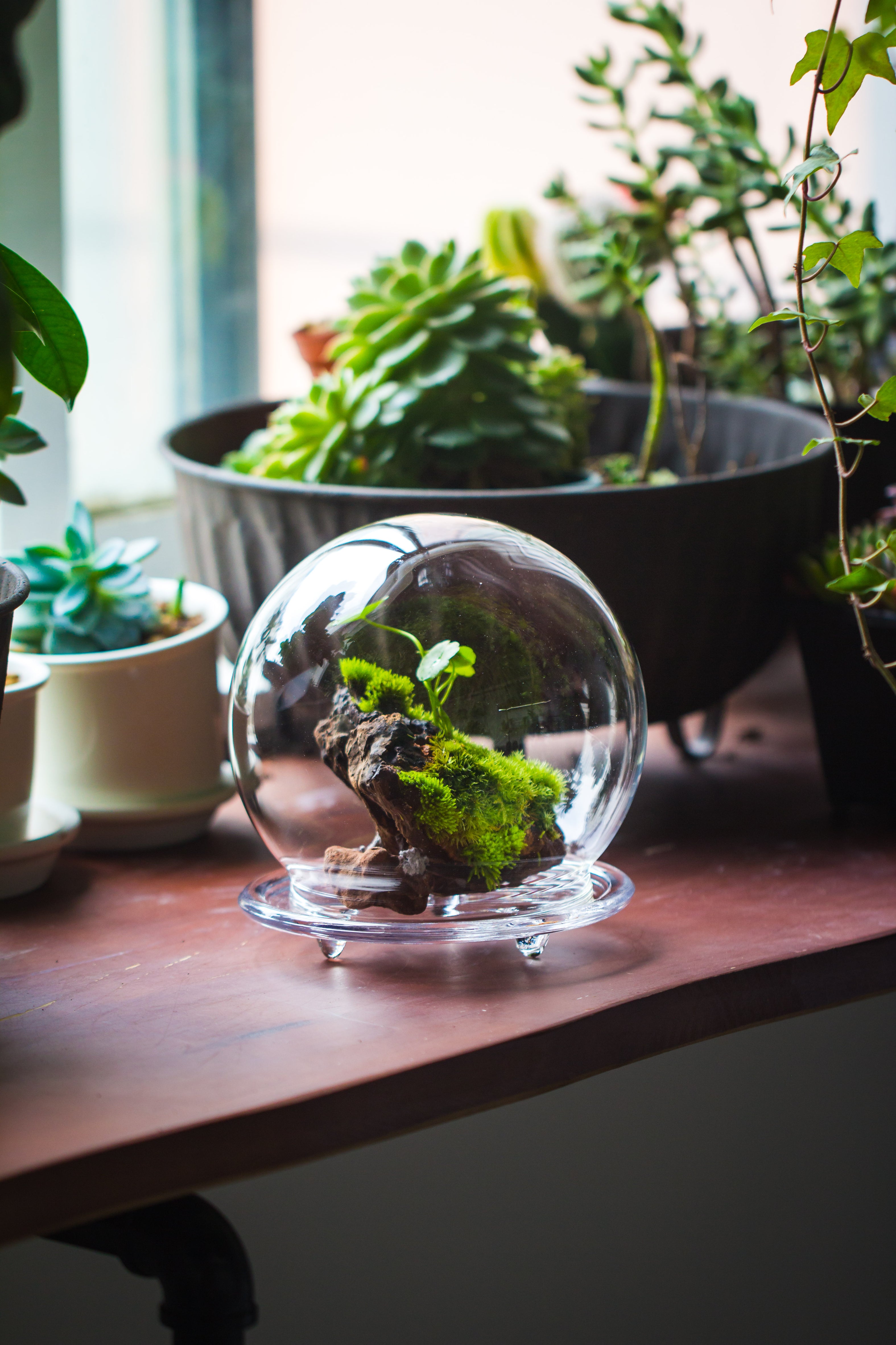 Large Glass Globe Cloche Terrarium with Glass Base and Metal Base Set ...