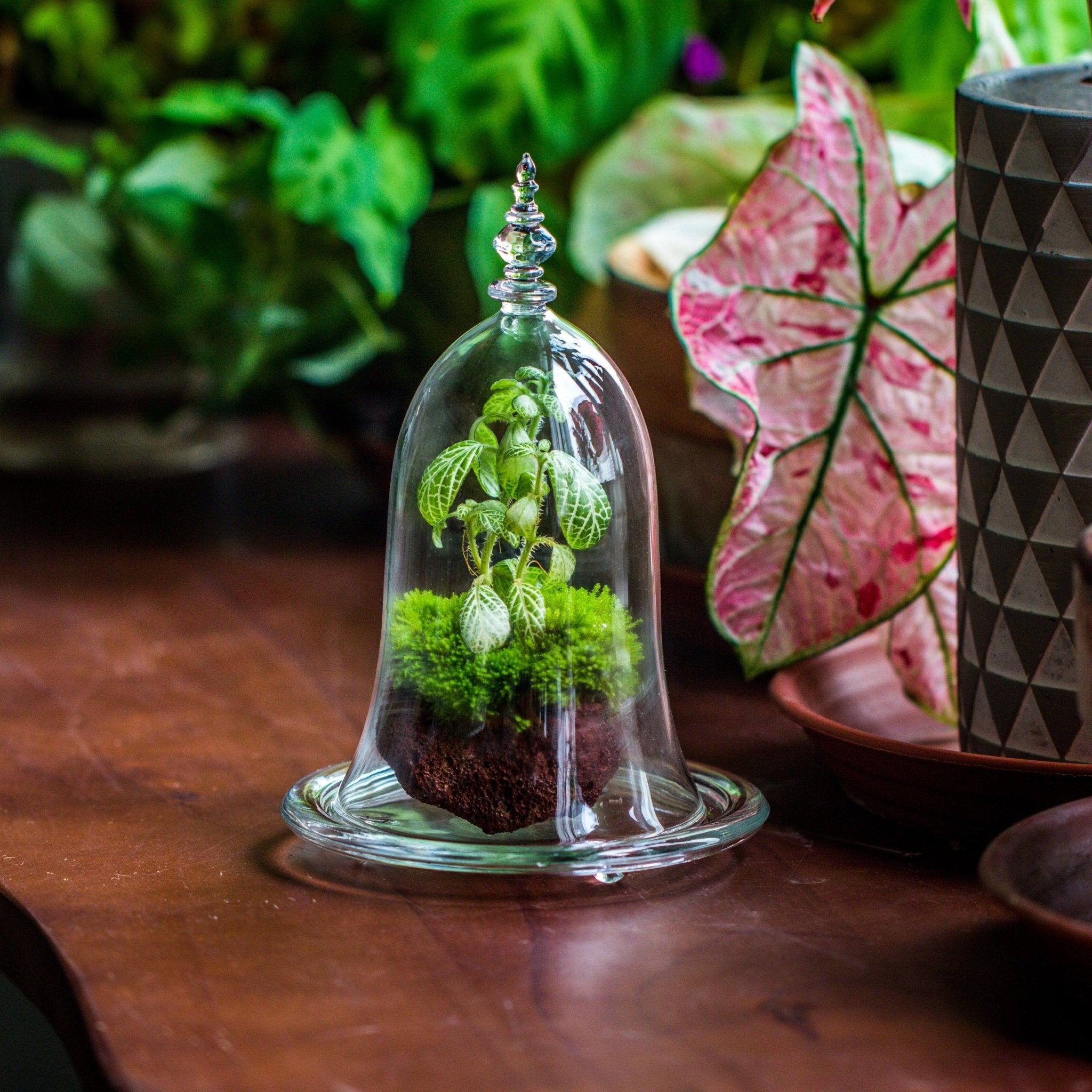 Bell Shape Glass Cloche with Glass Base and Gold Metal Base — NCYPgarden