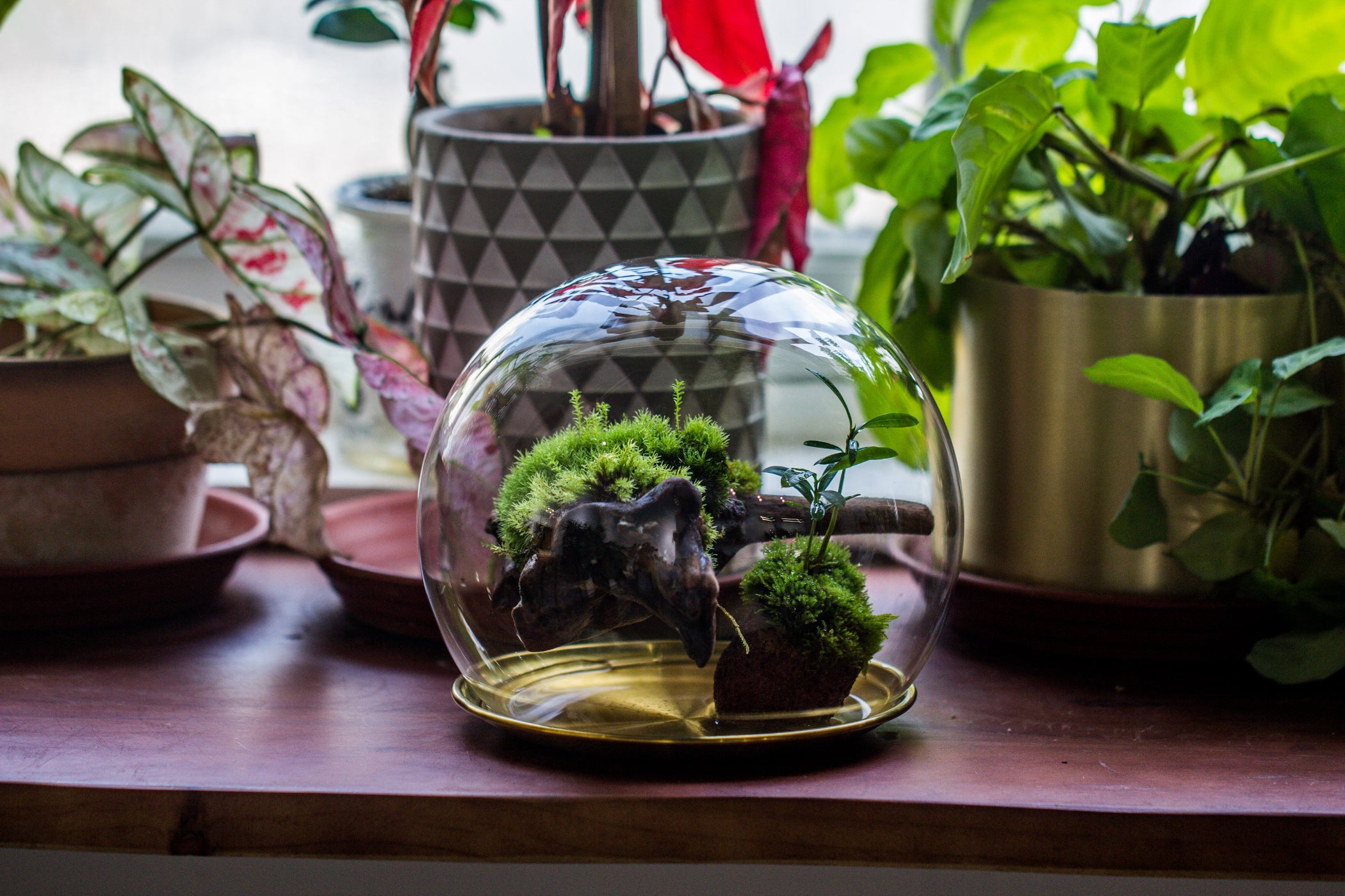 Large Glass Globe Cloche Terrarium with Glass Base and Metal Base Set ...
