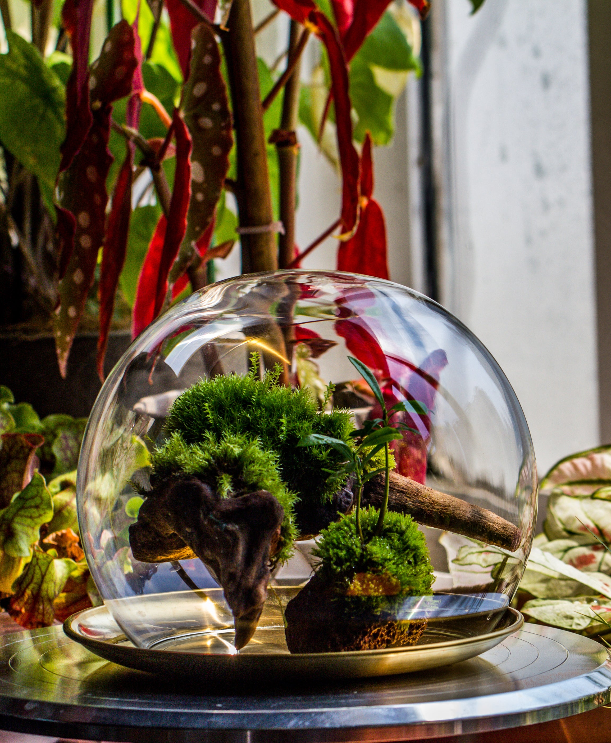 Large Glass Globe Cloche Terrarium with Glass Base and Metal Base Set ...