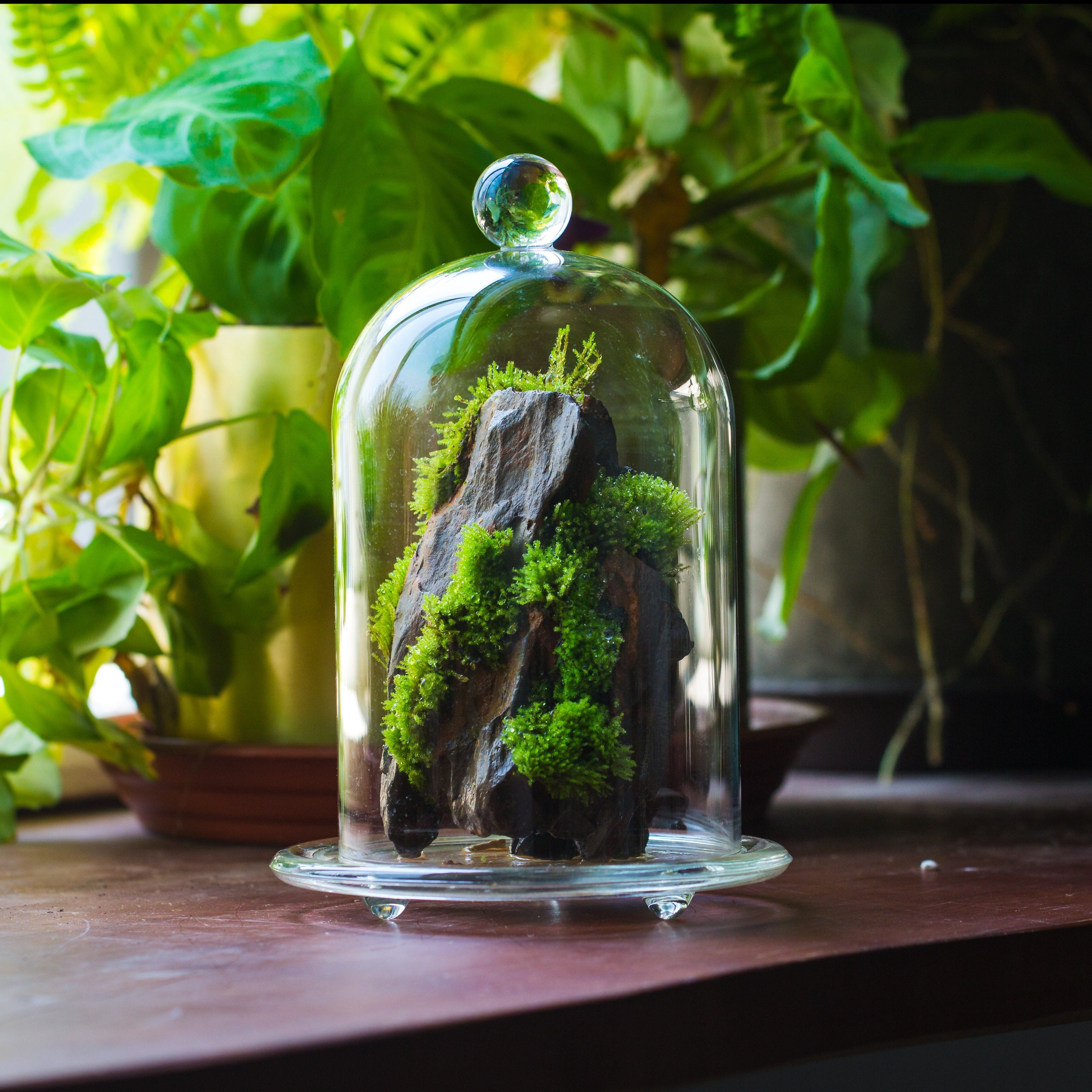 round tip glass dome cloche with glass base and gold metal base set ...