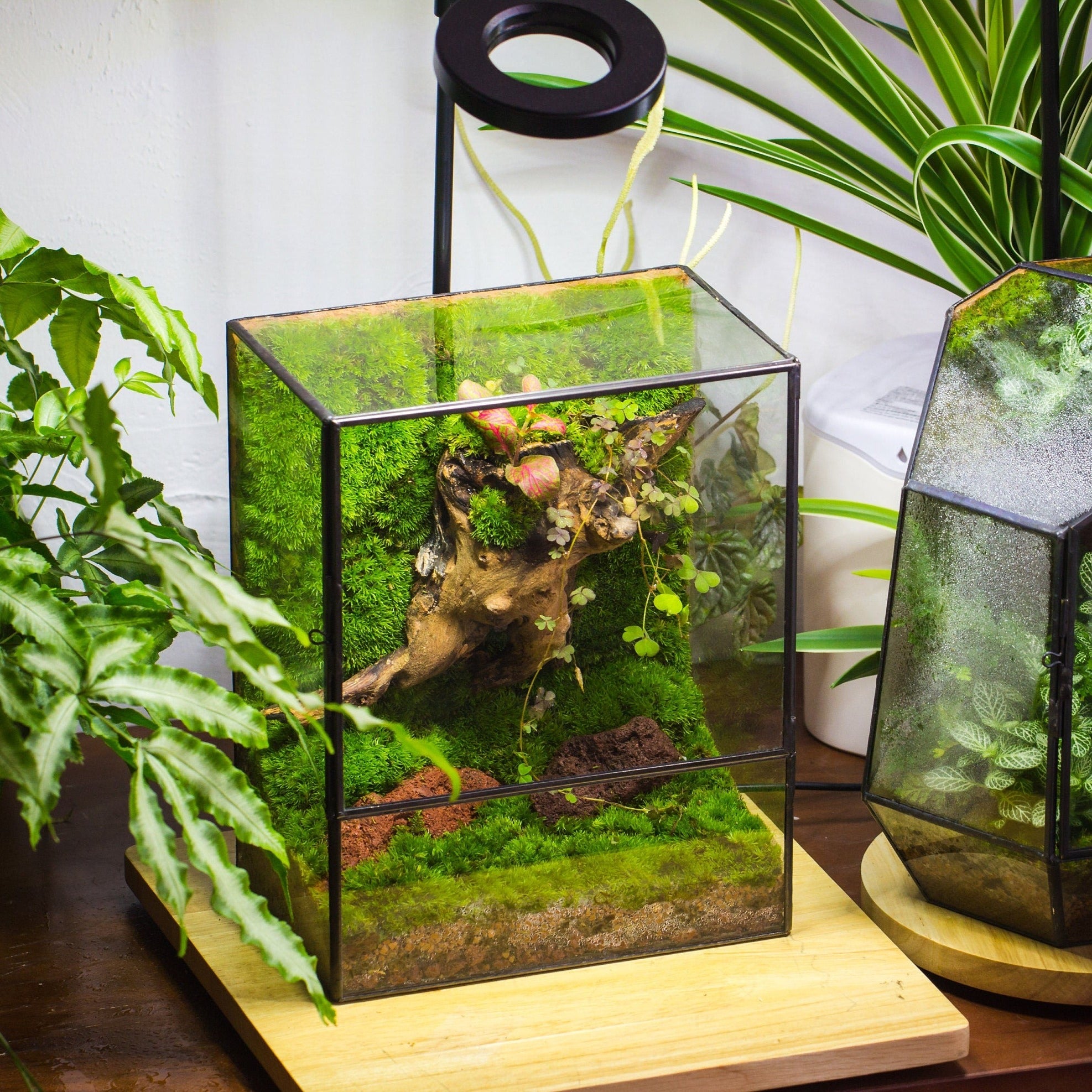 NCYP Close Geometric Glass Terrarium with Door, Tin Sealed Rectangle ...