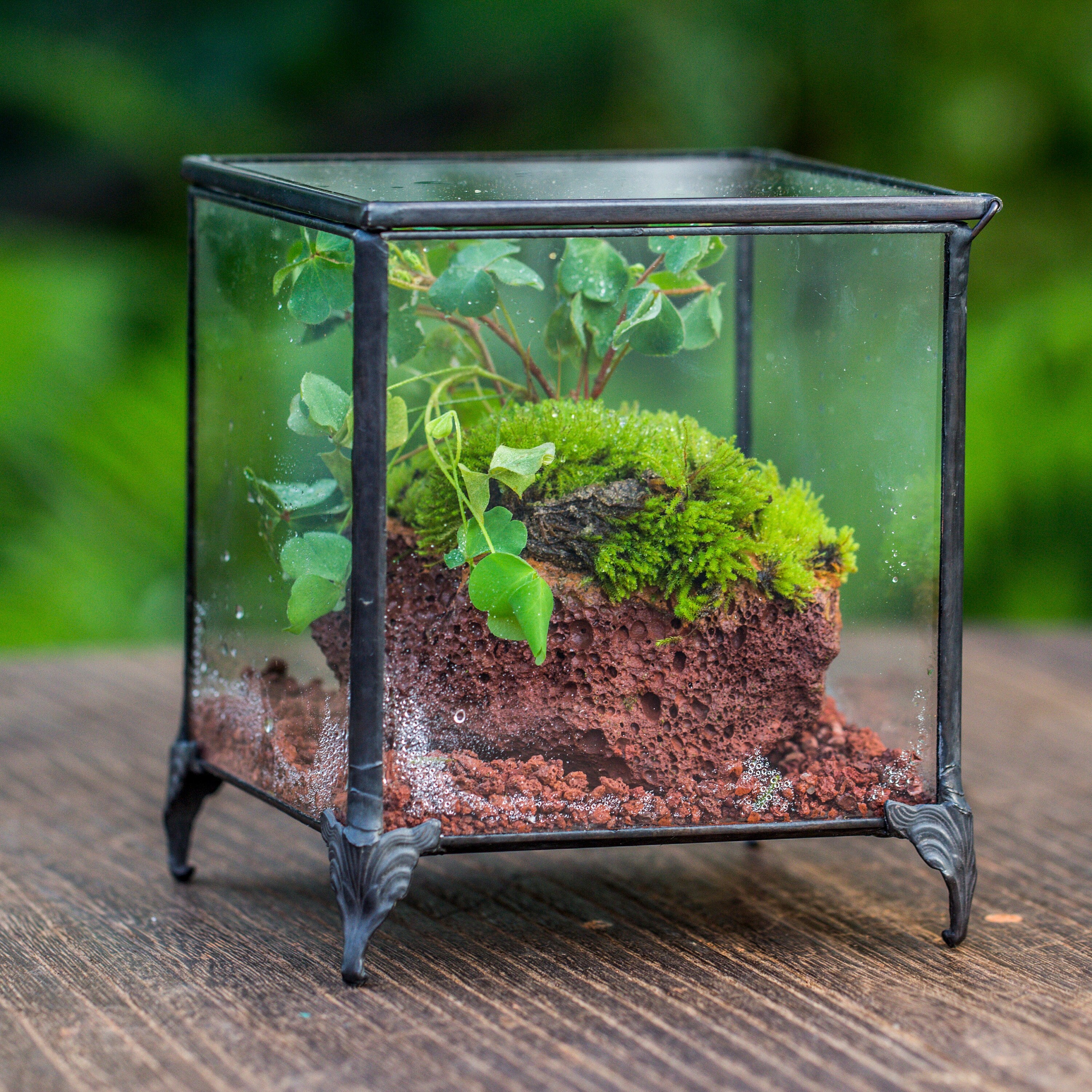 NCYP Vintage feet Cube Close Geometric Glass Terrarium with Door, Tin ...