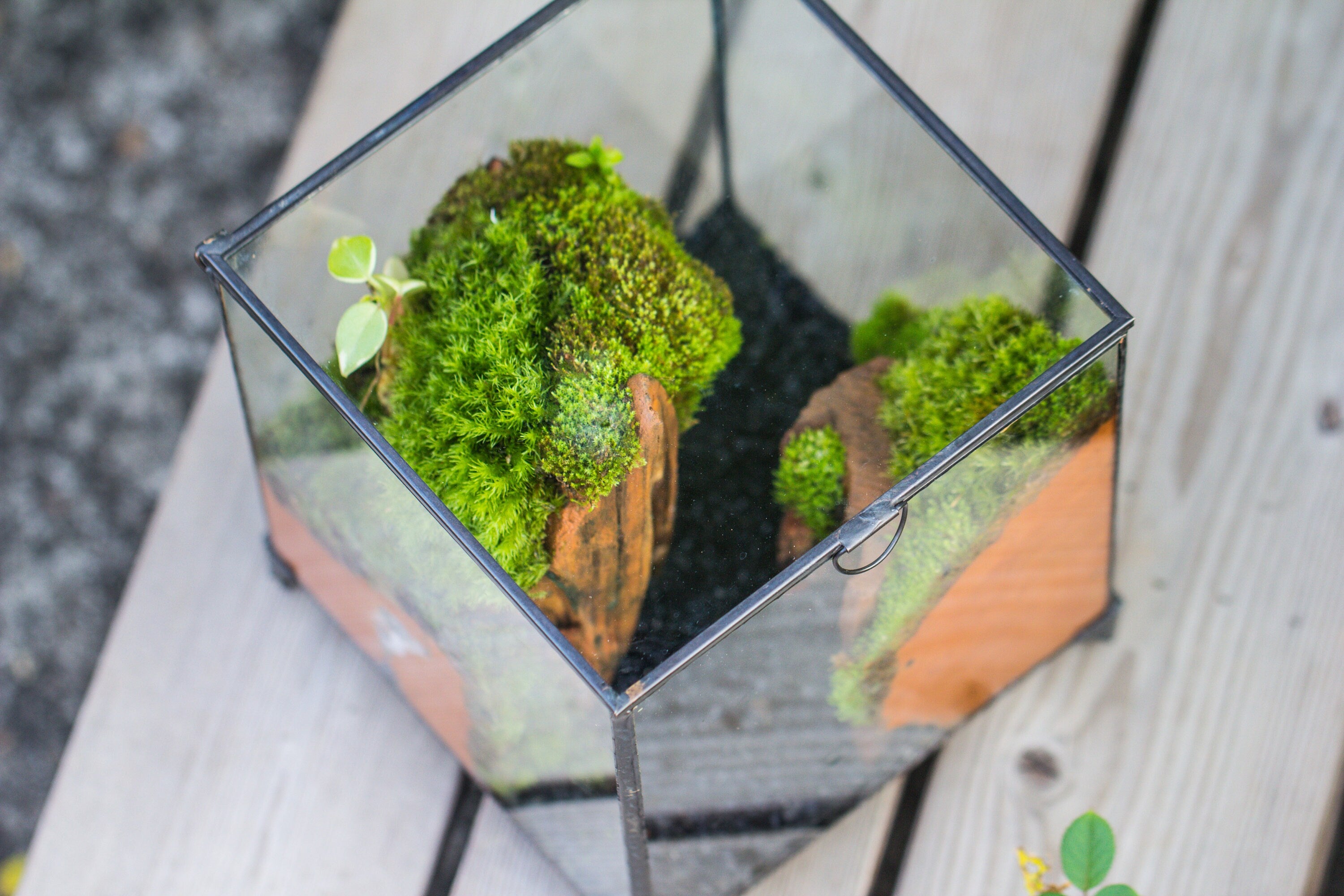 NCYP Vintage feet Cube Close Geometric Glass Terrarium with Door, Tin ...