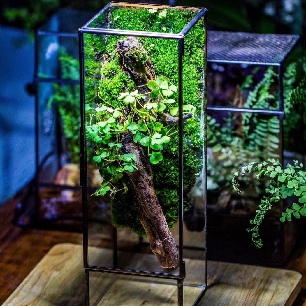 NCYP Close 11.8" Tall Geometric Glass Terrarium with Door, Tin Sealed ...