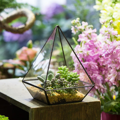 Handmade Modern Glass Geometric Terrarium Polyhedrons for Succulent ...
